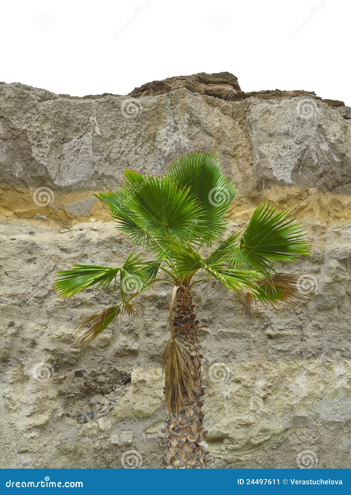 Palm and rock stock image. Image of fresh, bark, botanical - 24497611