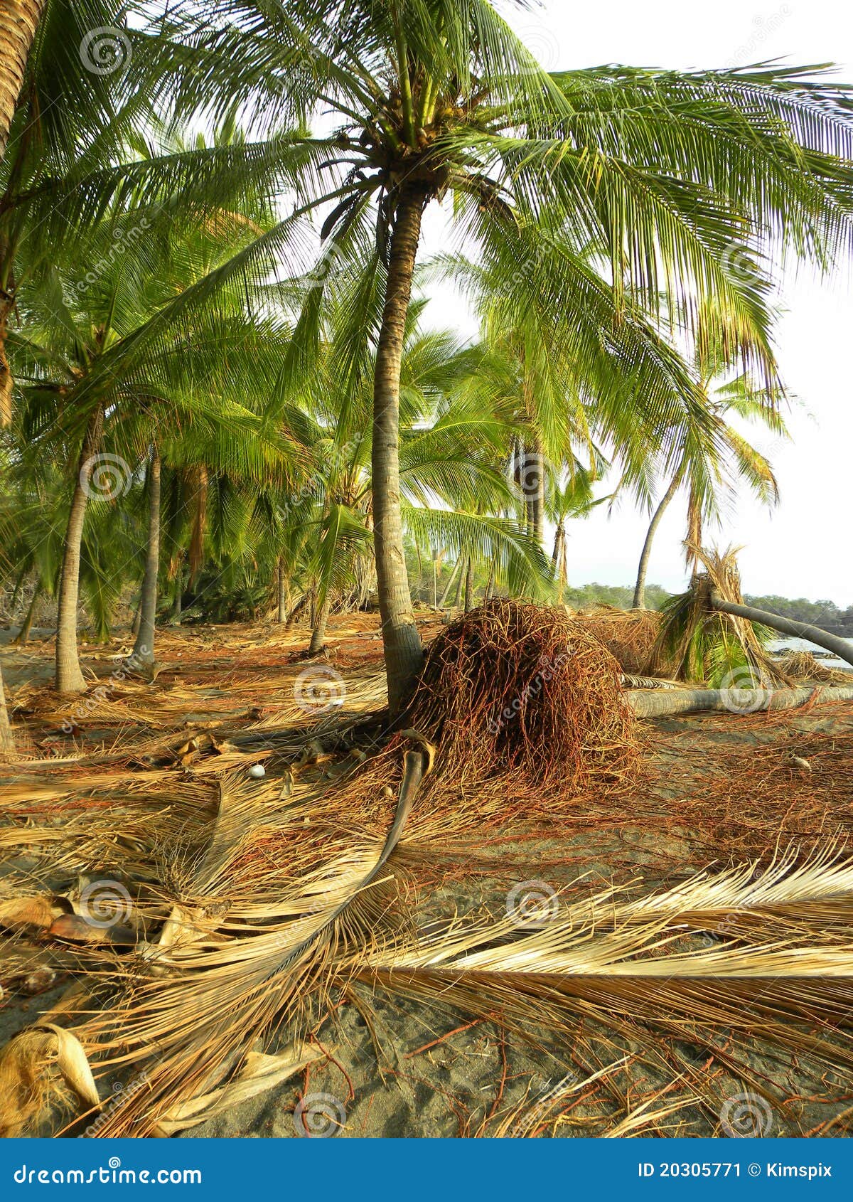 Palm roots & fronds stock image. Image of orange - 20305771
