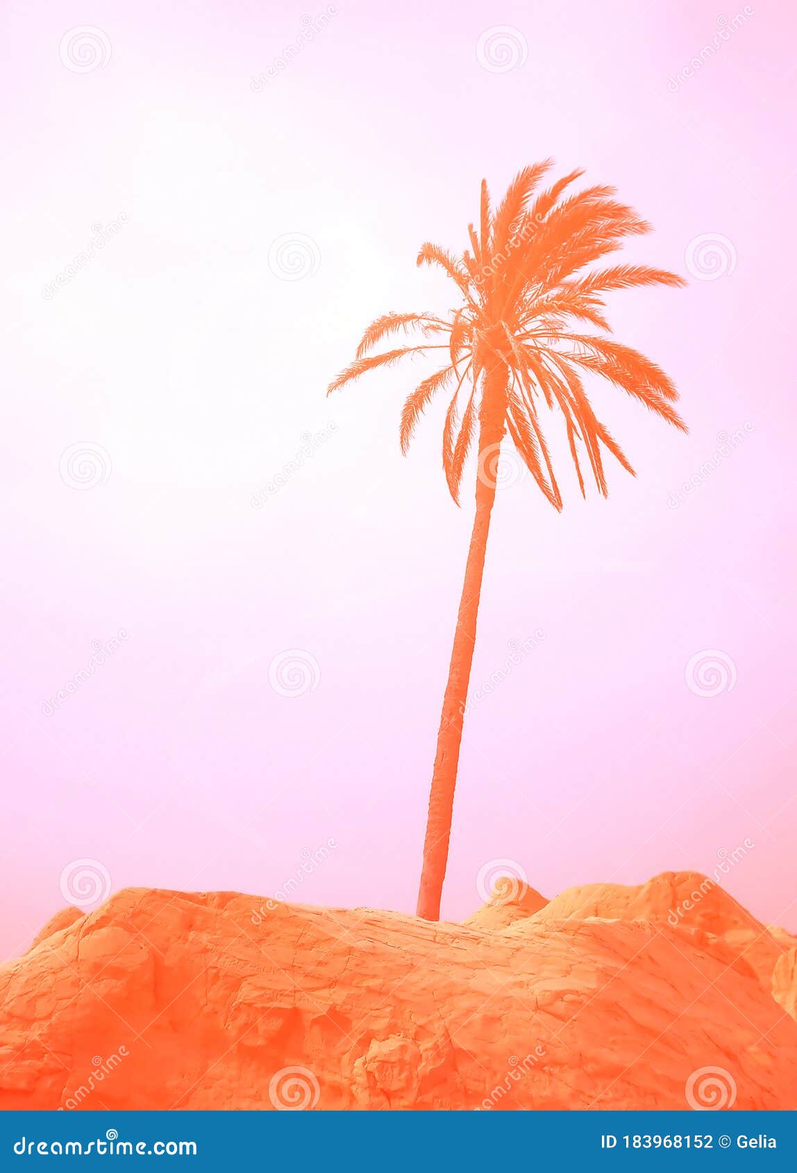 Palm in Sahara Desert. Trendy Toning. Soft Light Stock Photo - Image of ...