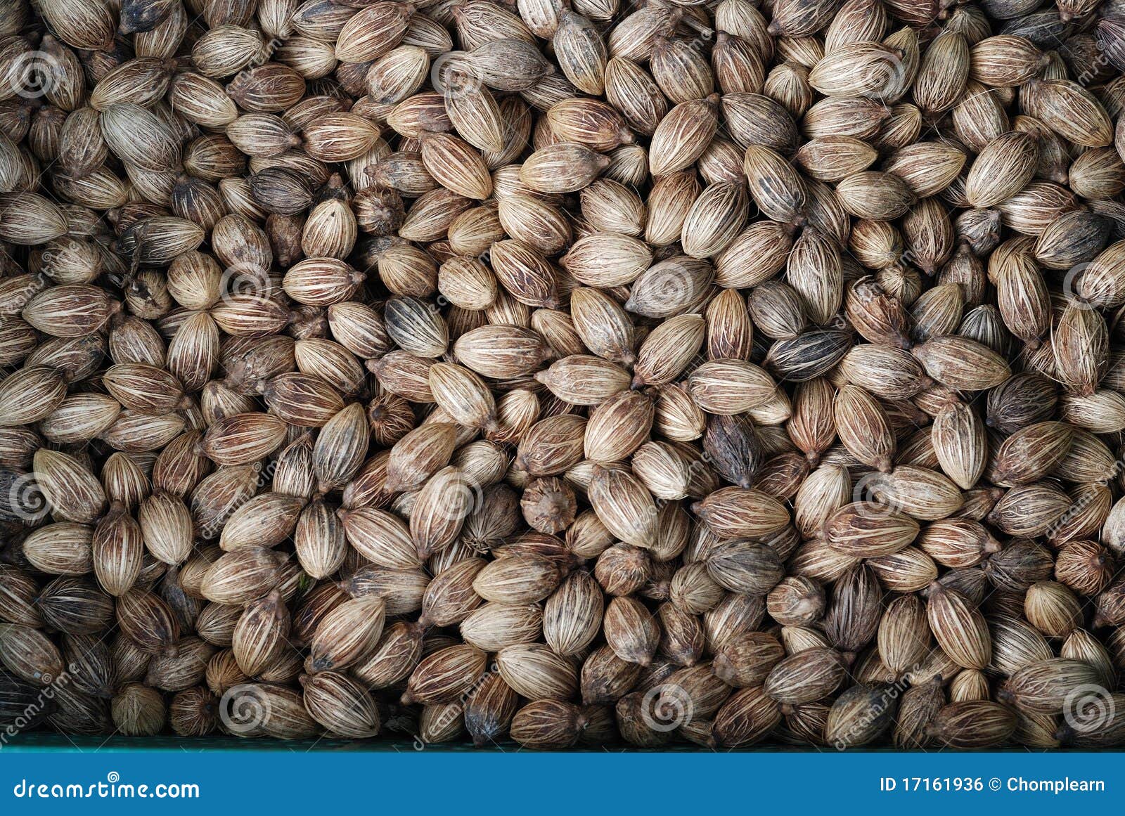 Palm Seed. stock photo. Image of horizontal, organic - 17161936