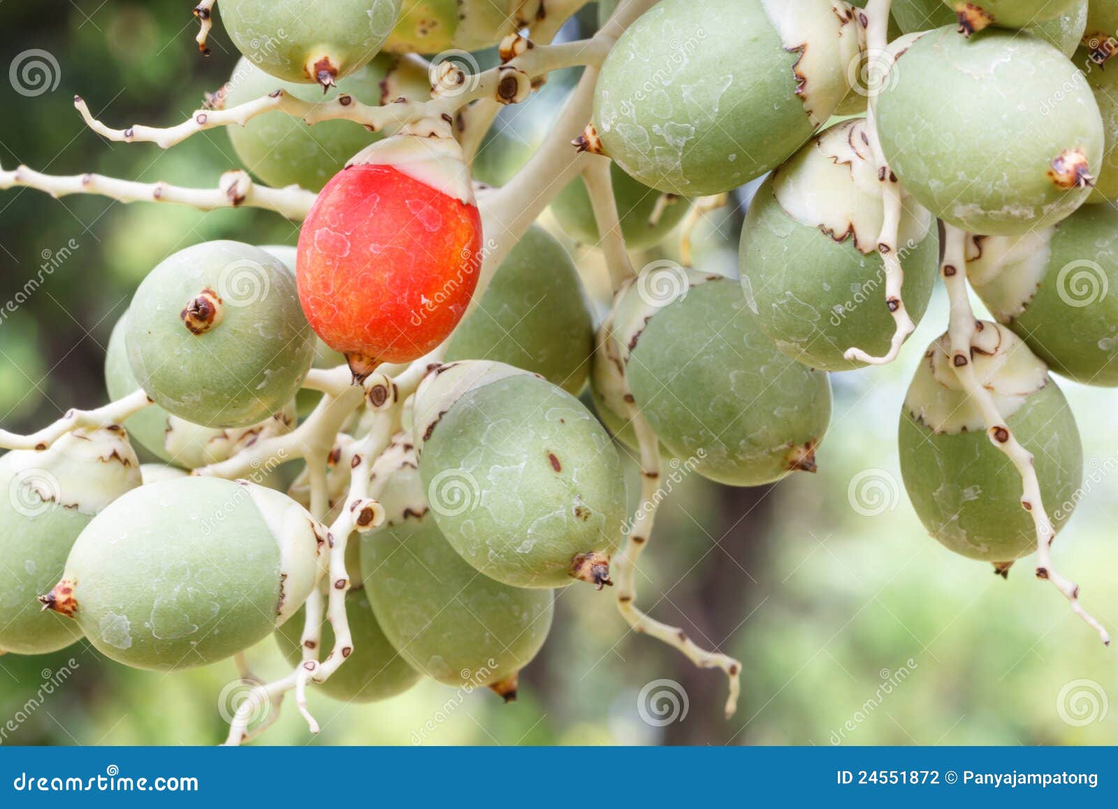 Palm Seed stock photo. Image of malaysia, market, material - 24551872