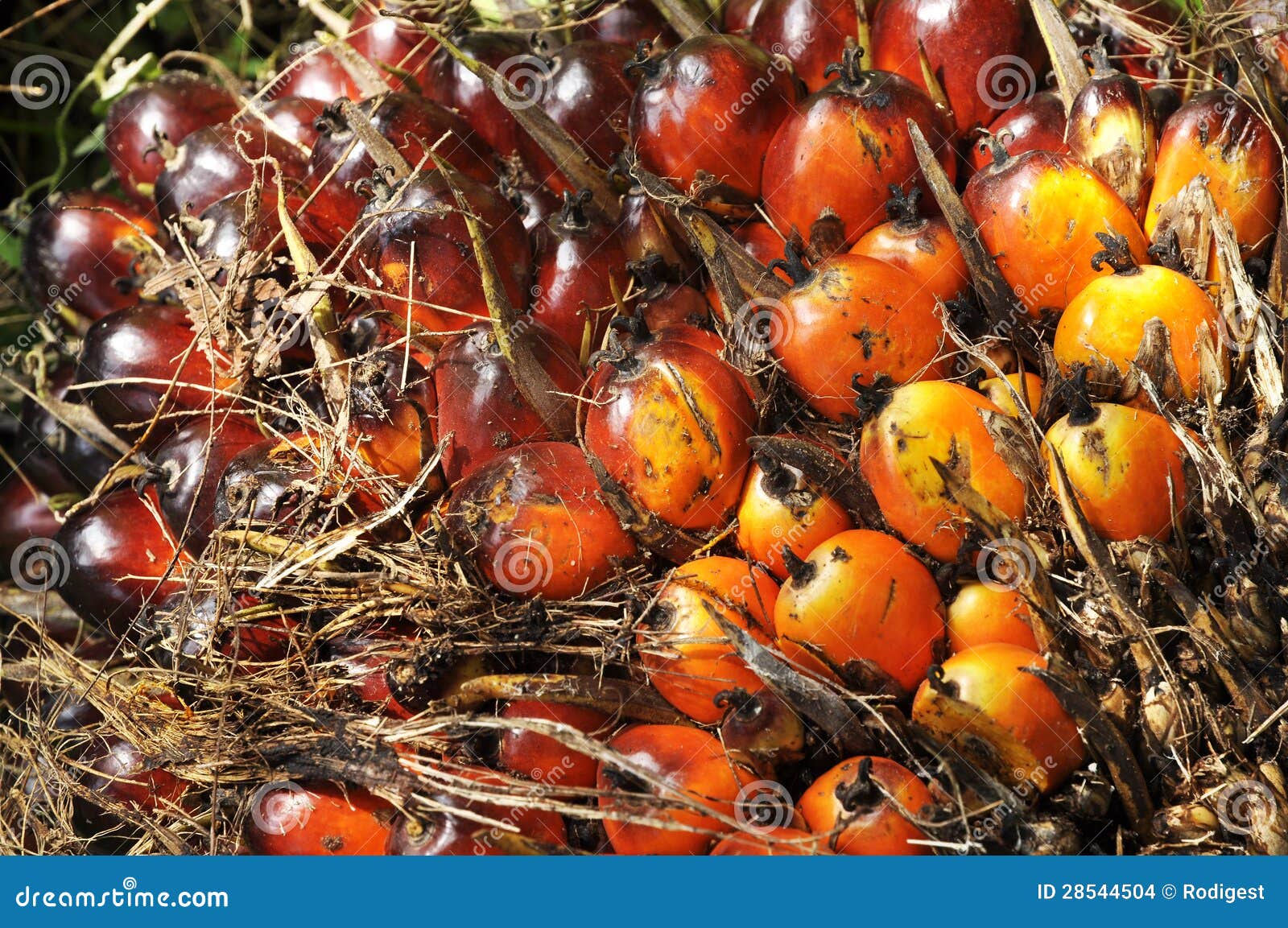 Palm Seed Cluster Fruit Plat Stock Photo - Image of crus, food: 28544504