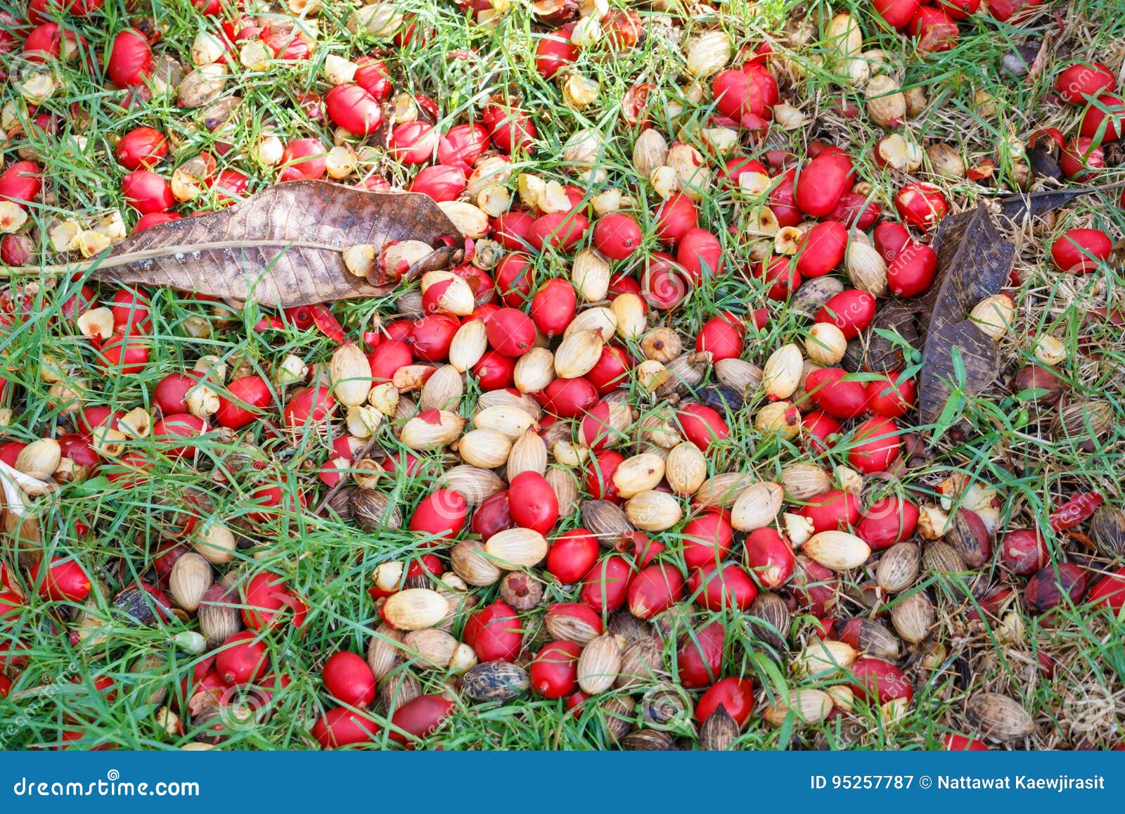 Seed Falling Stock Photos - Download 2,292 Images