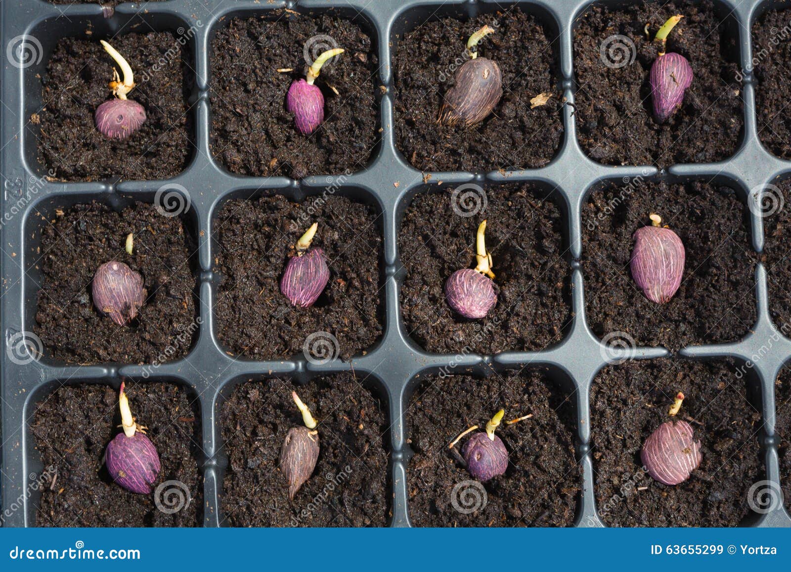 Palm seed in plantation stock image. Image of industry - 63655299