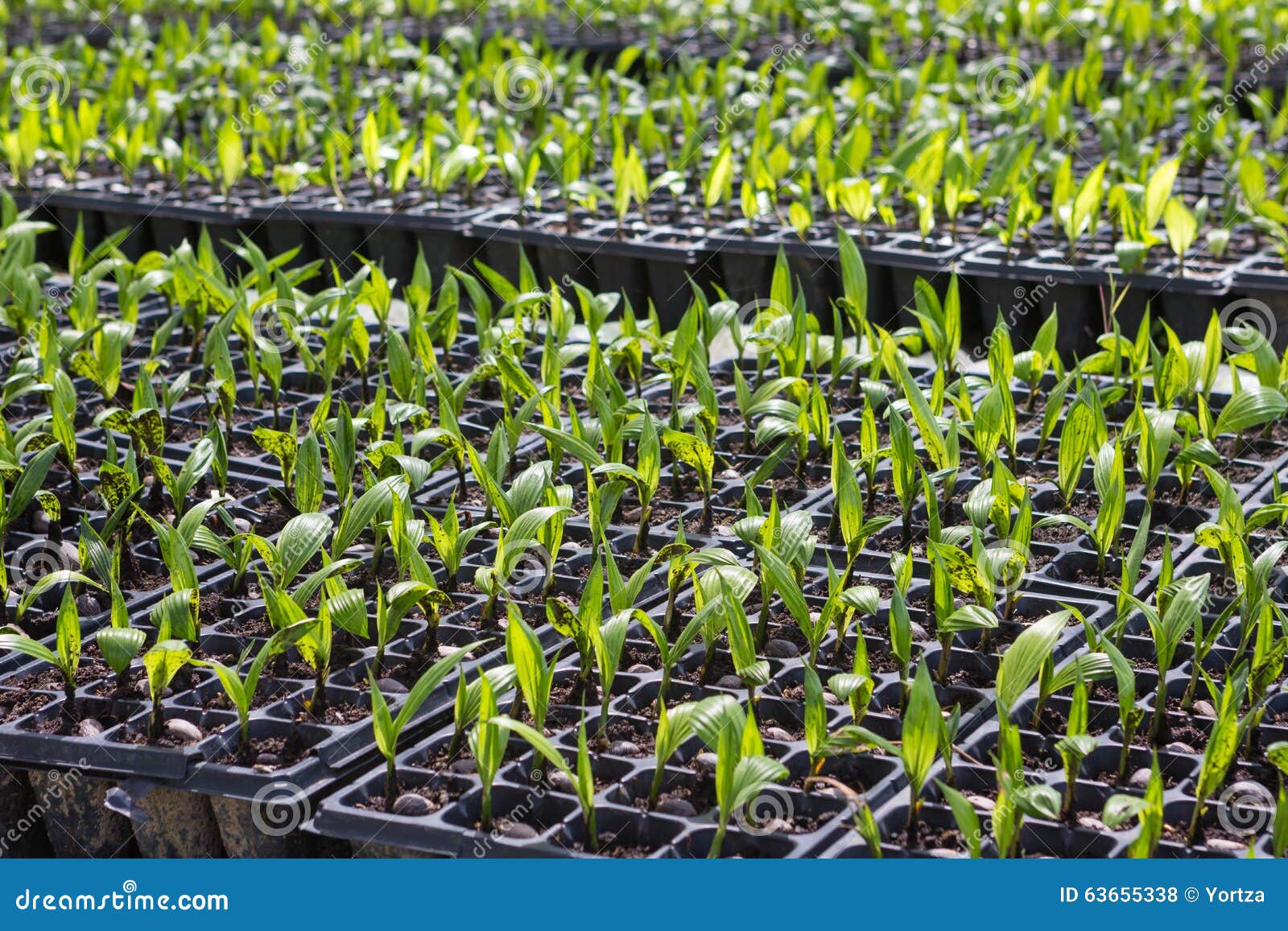 Palm seed in plantation stock photo. Image of farm, agricultural - 63655338