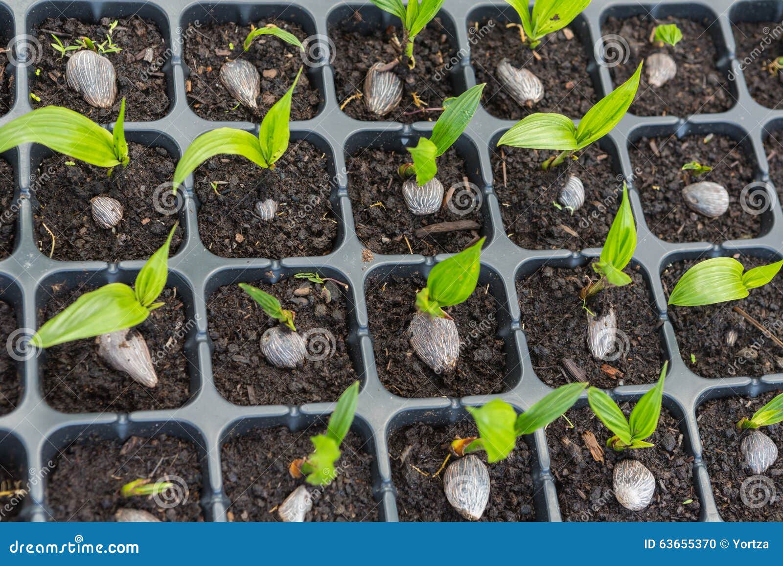 Palm seed in plantation stock photo. Image of agricultural - 63655370
