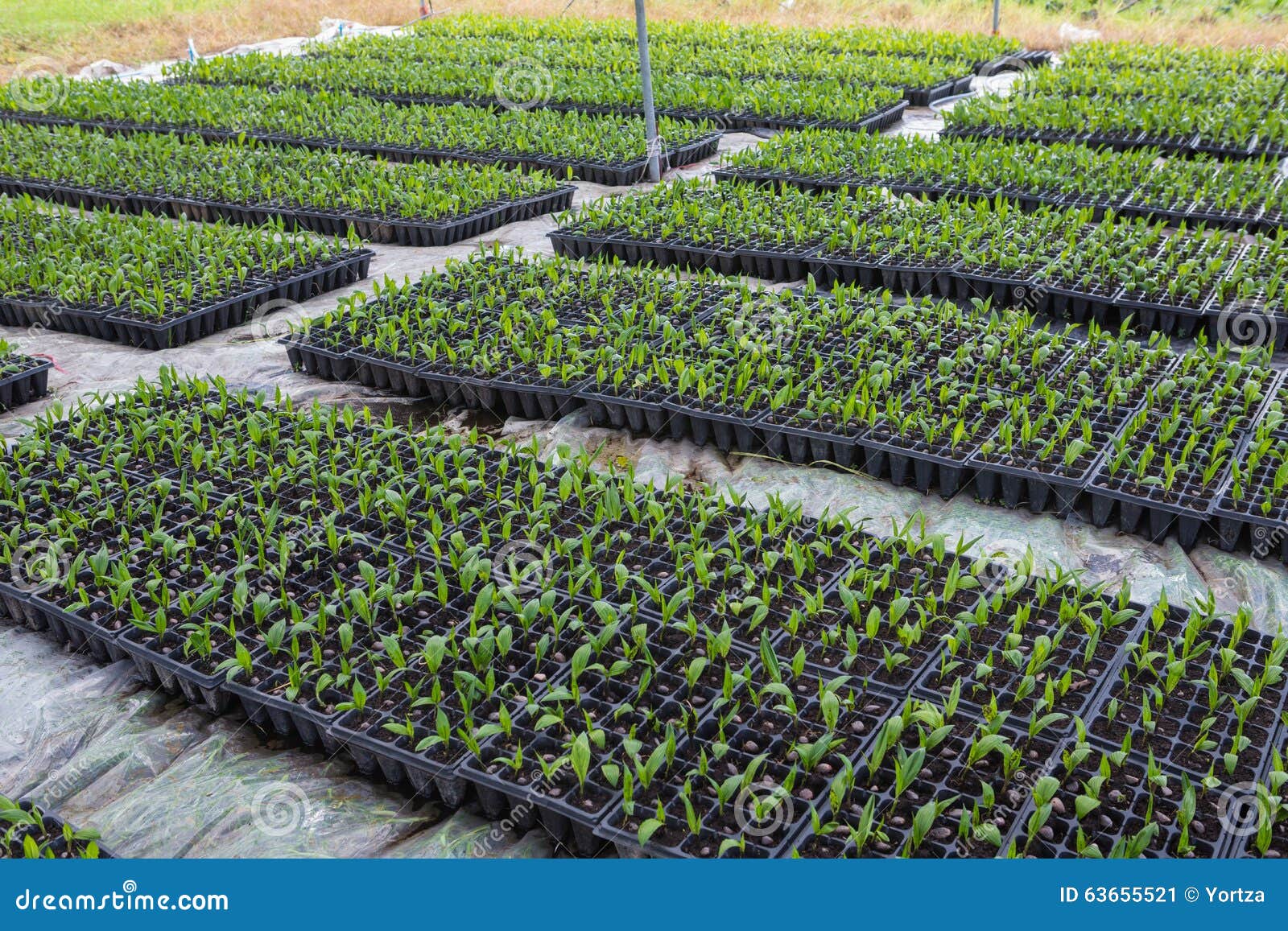 Palm seed in plantation stock image. Image of seedlings - 63655521