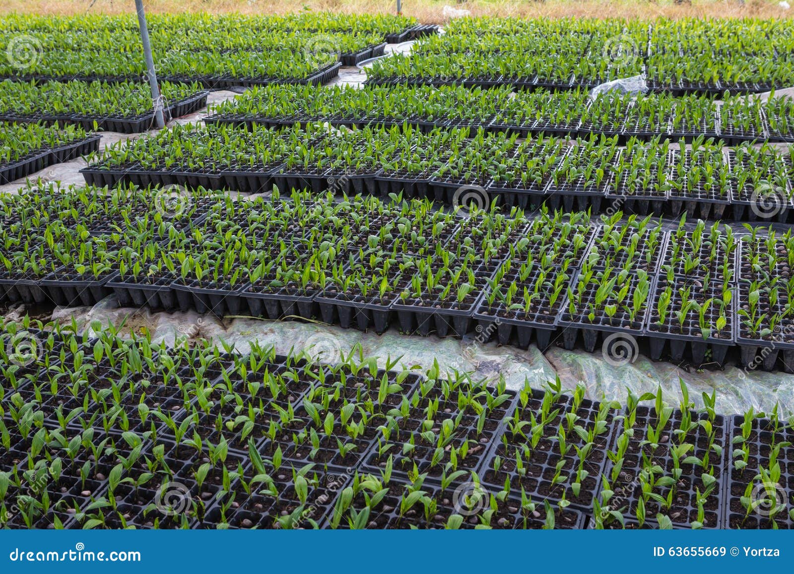 Palm seed in plantation stock image. Image of industrial - 63655669