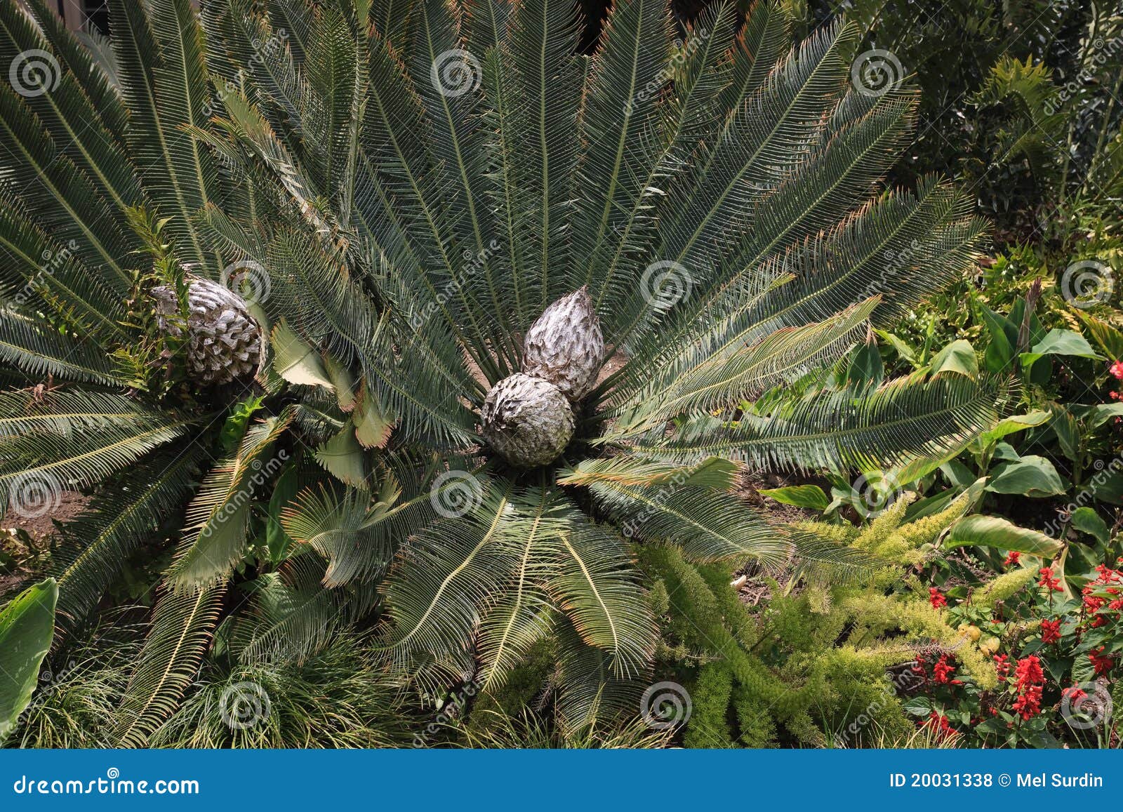 Palm with Seed Pod stock photo. Image of palm, propagate - 20031338