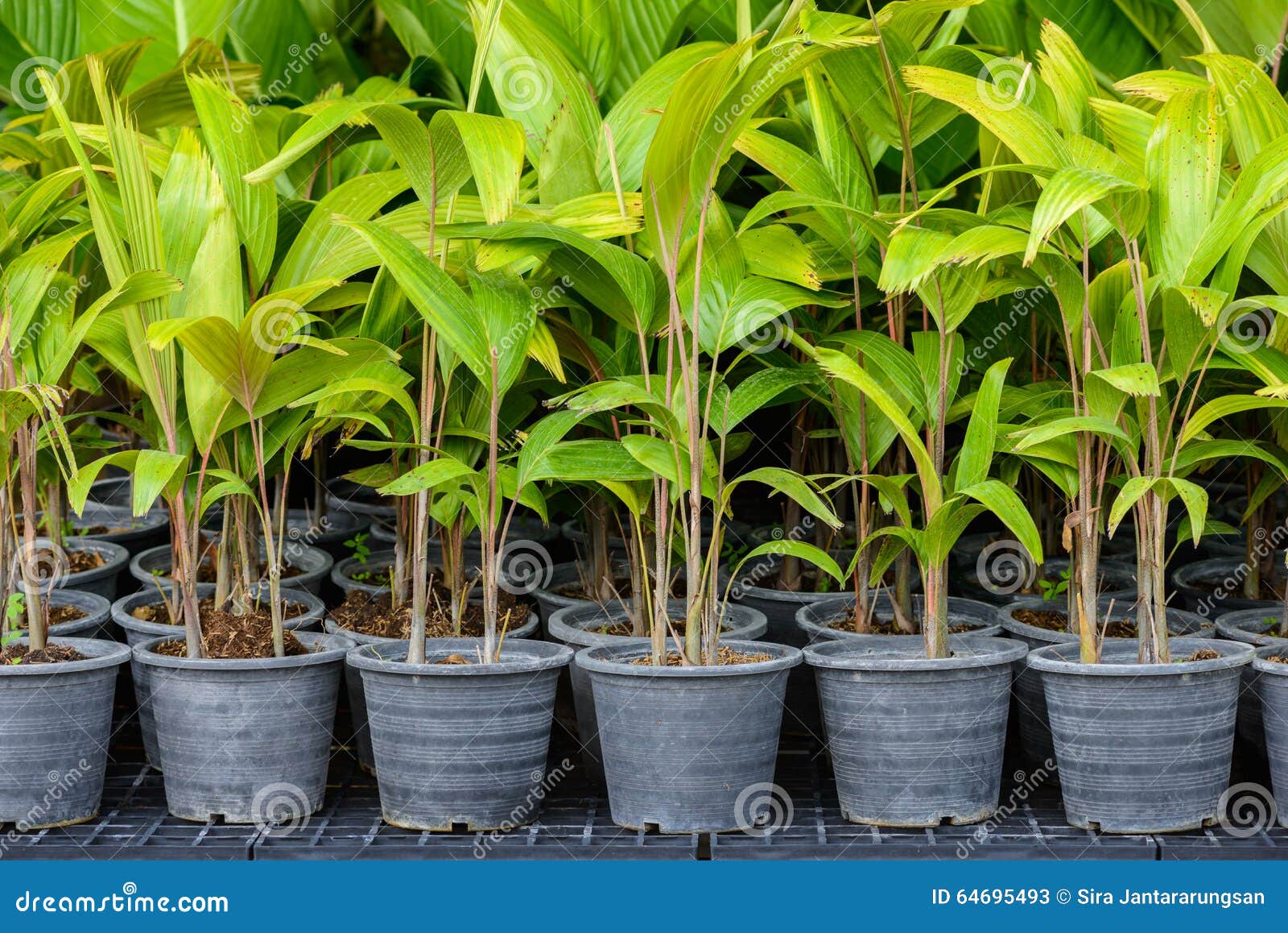 Palm Seedlings in the Nursery Stock Image - Image of progress ...