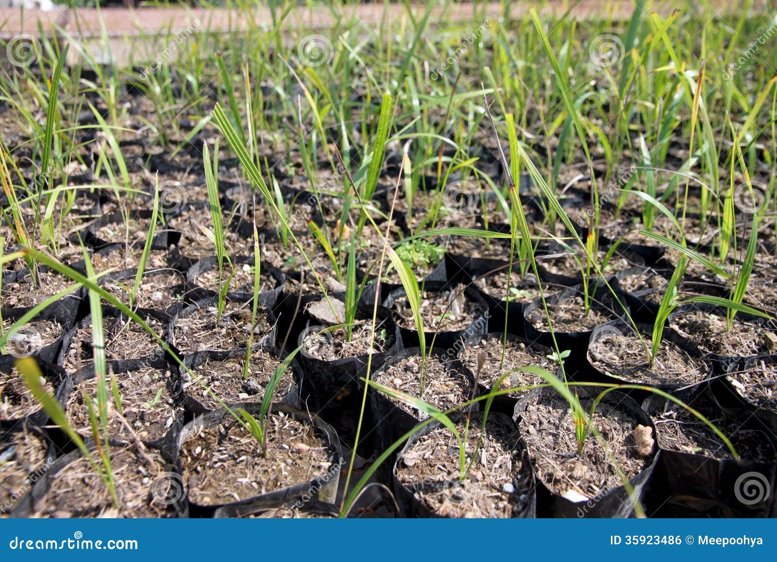 Palm Seedlings. stock photo. Image of palm, fertilizer - 35923486
