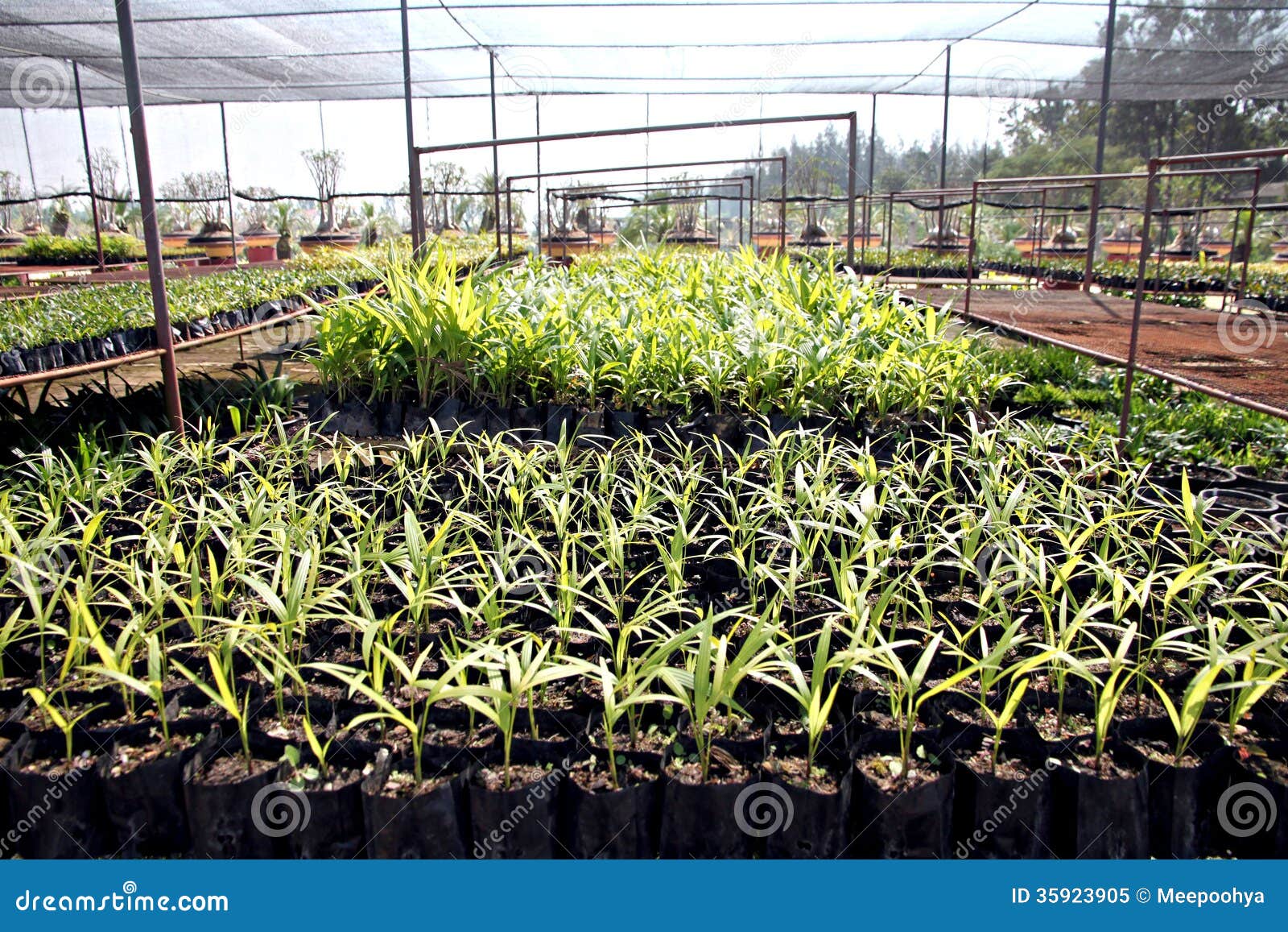 Palm Seedlings. stock image. Image of seedlings, water - 35923905