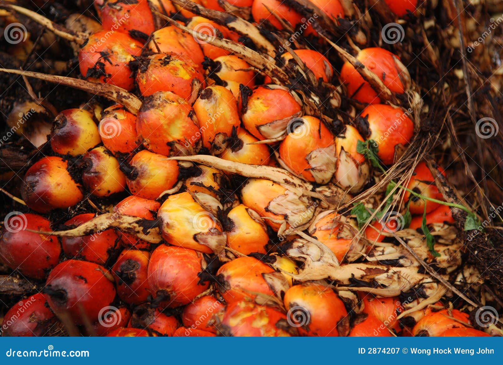 Palm seeds in the farm stock image. Image of plants, farm - 2874207