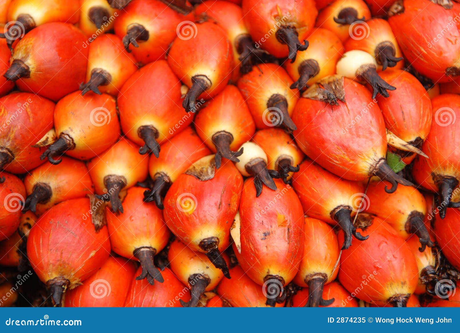 Palm seeds in the farm stock image. Image of insect, farm - 2874235