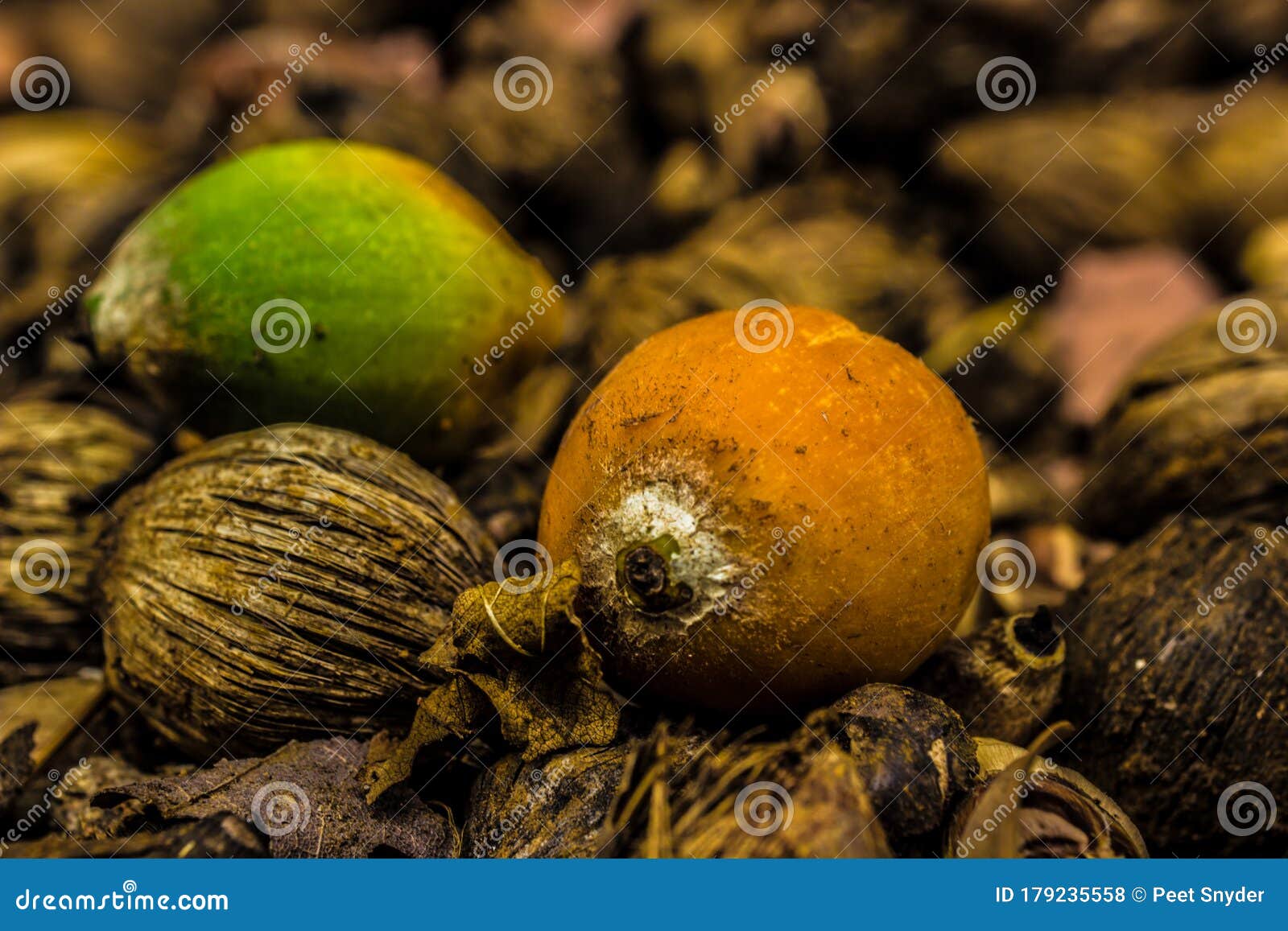 Palm Seeds that Fell from the Tree Stock Photo - Image of yellow ...
