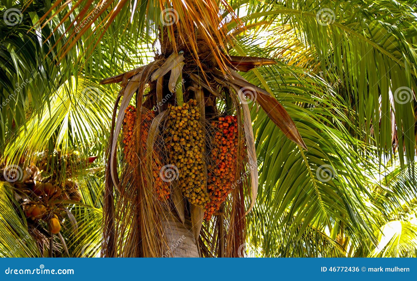 Palm seeds stock photo. Image of palm, seeds, cuba, carribean - 46772436