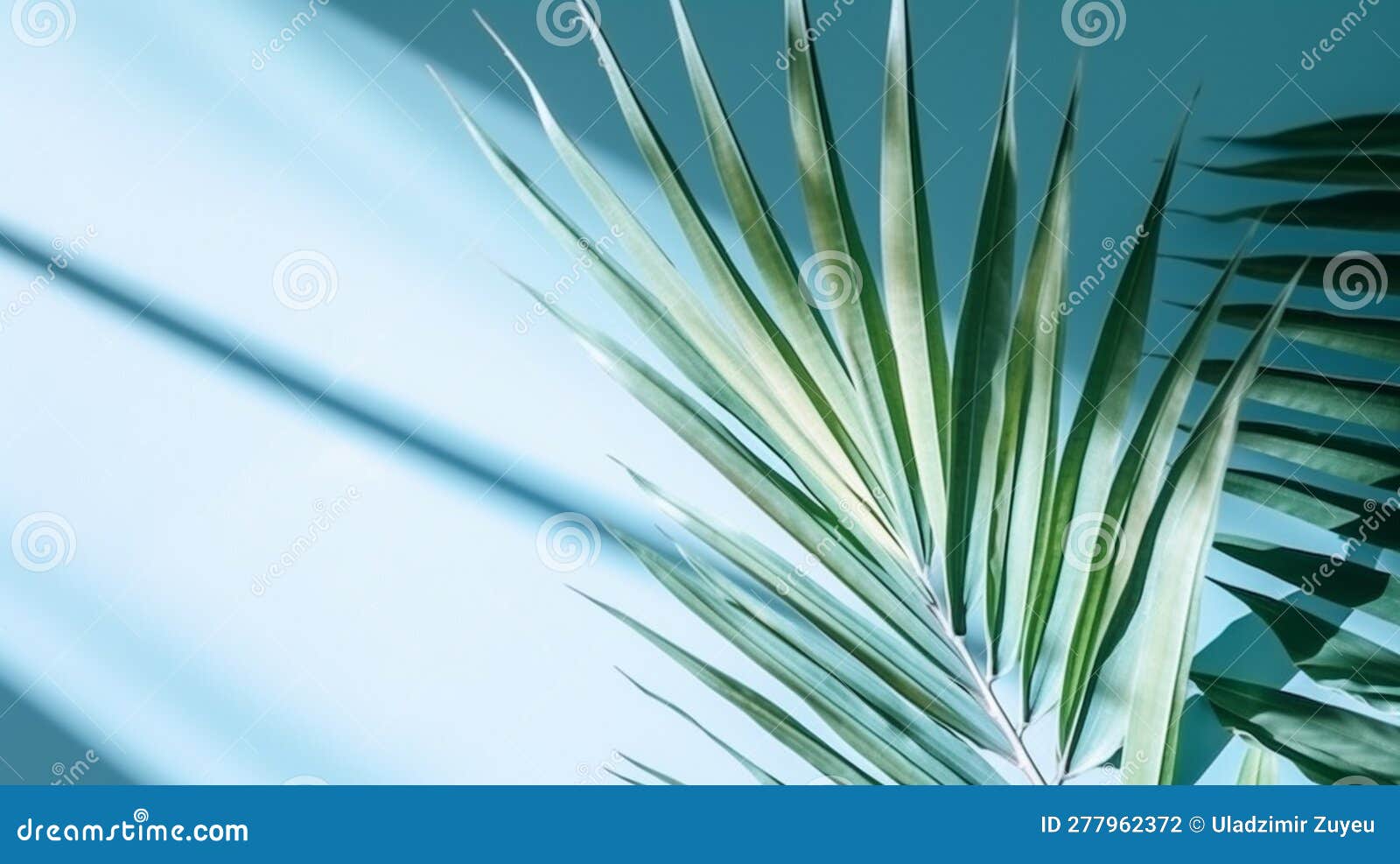 Palm Shadow On Sunny Background. Tropical Leaf Shadow. Cartoon Vector ...