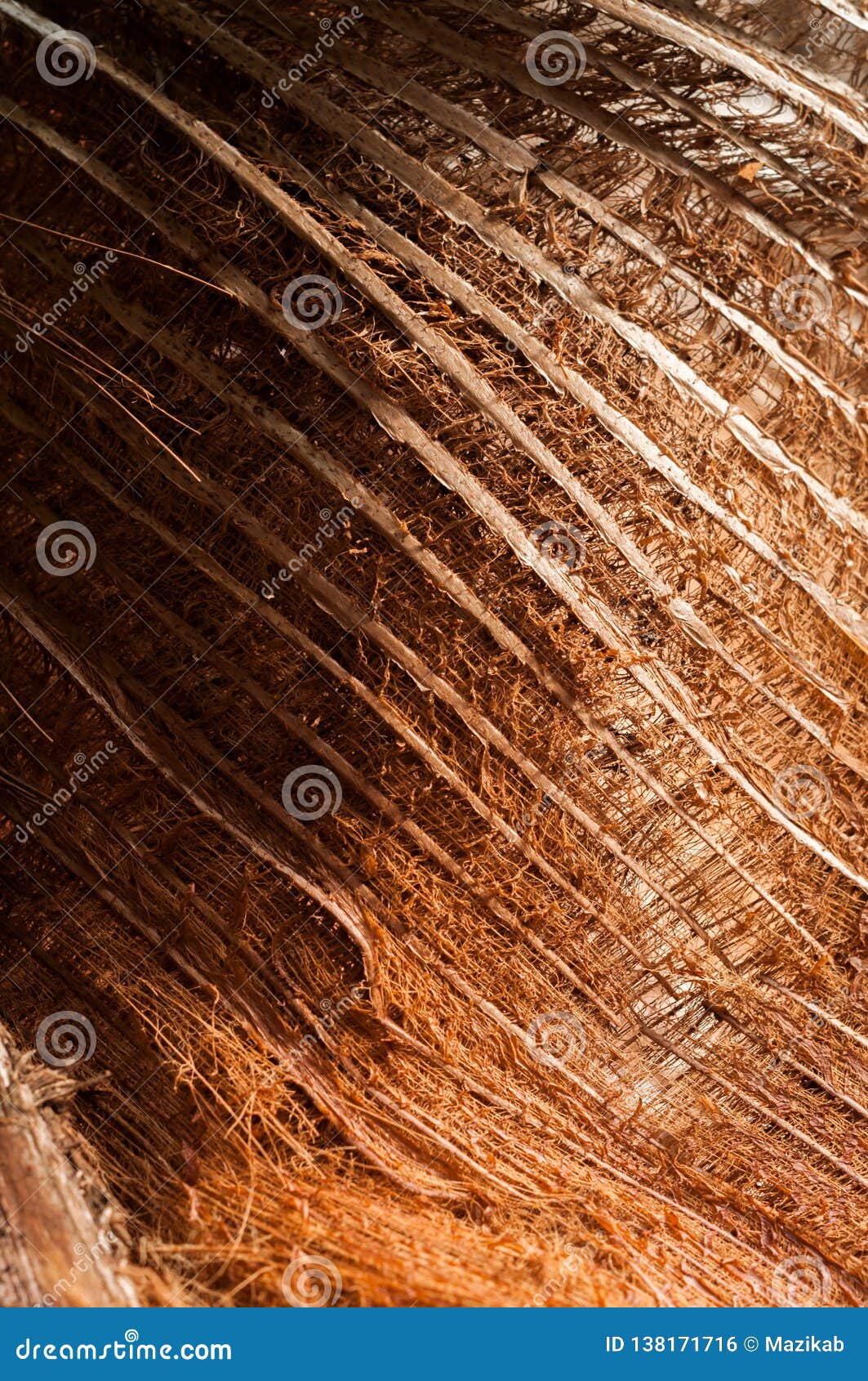 Palm sheath stock photo. Image of create, fresh, bark - 138171716