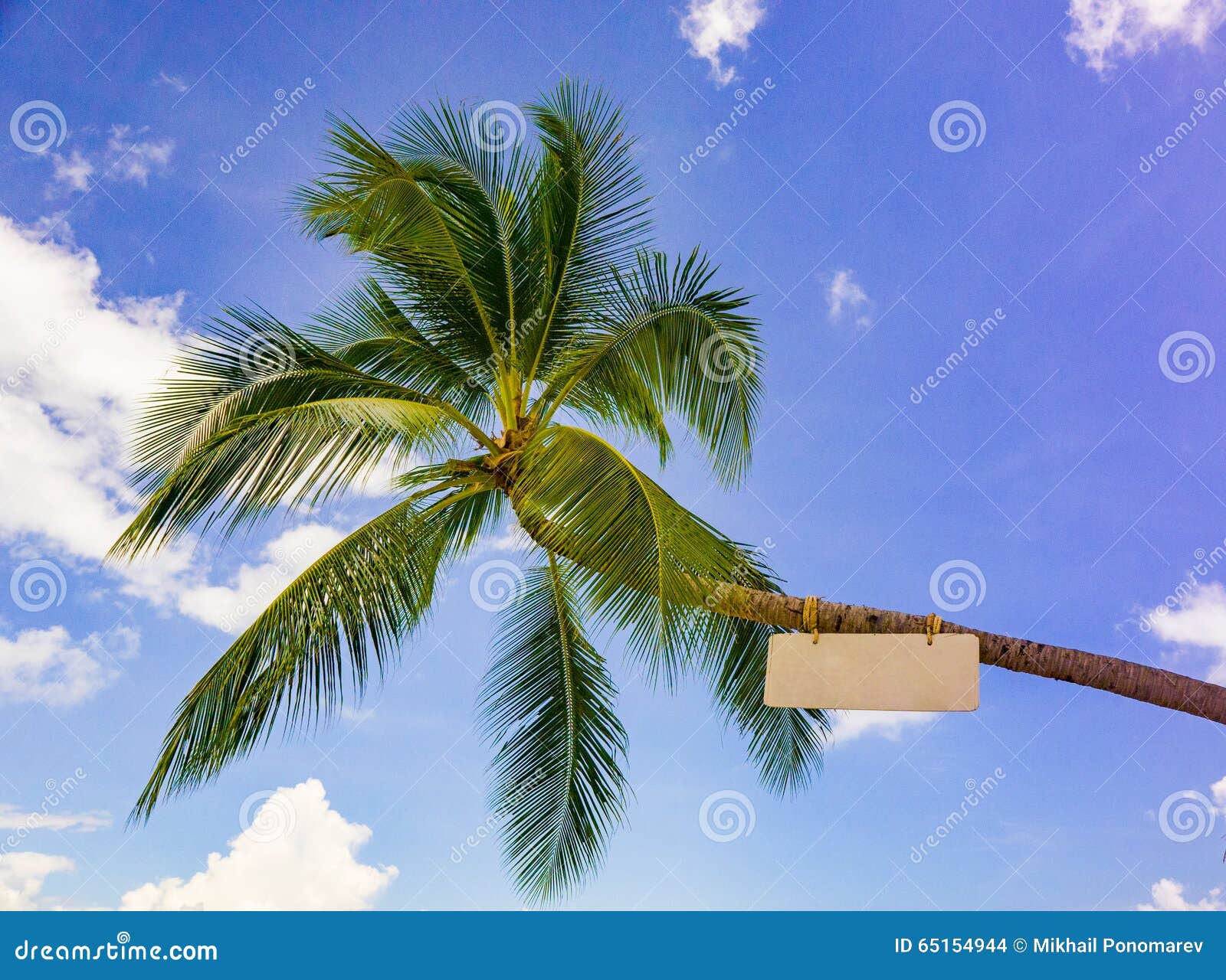 Palm with a Sign on the Beach Stock Photo - Image of blank, banner ...