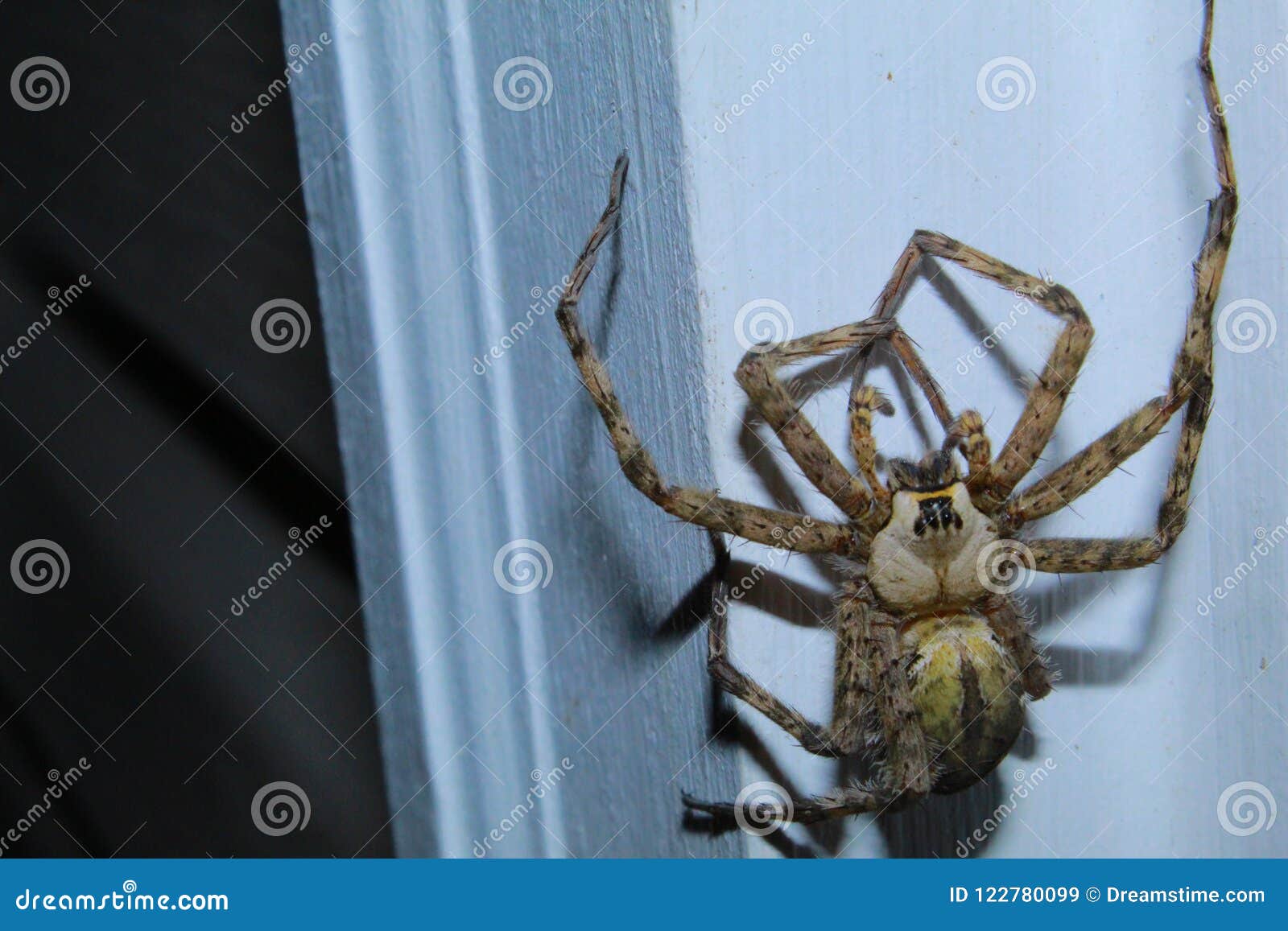 Palm Sized Spider stock image. Image of sized, fellow - 122780099