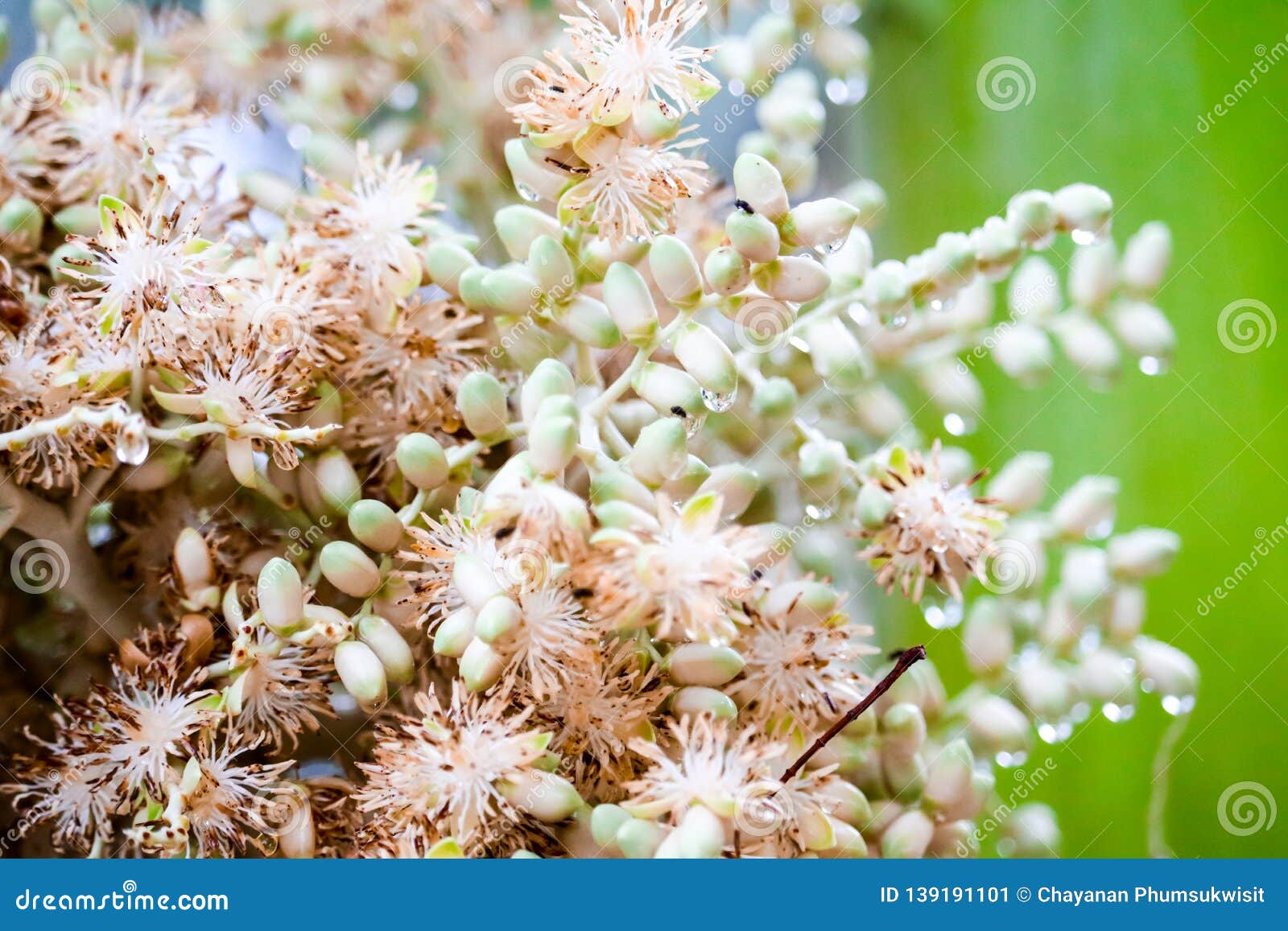 Palm Soft Seed New Leaves Started, after Rain Fall for Several Days ...