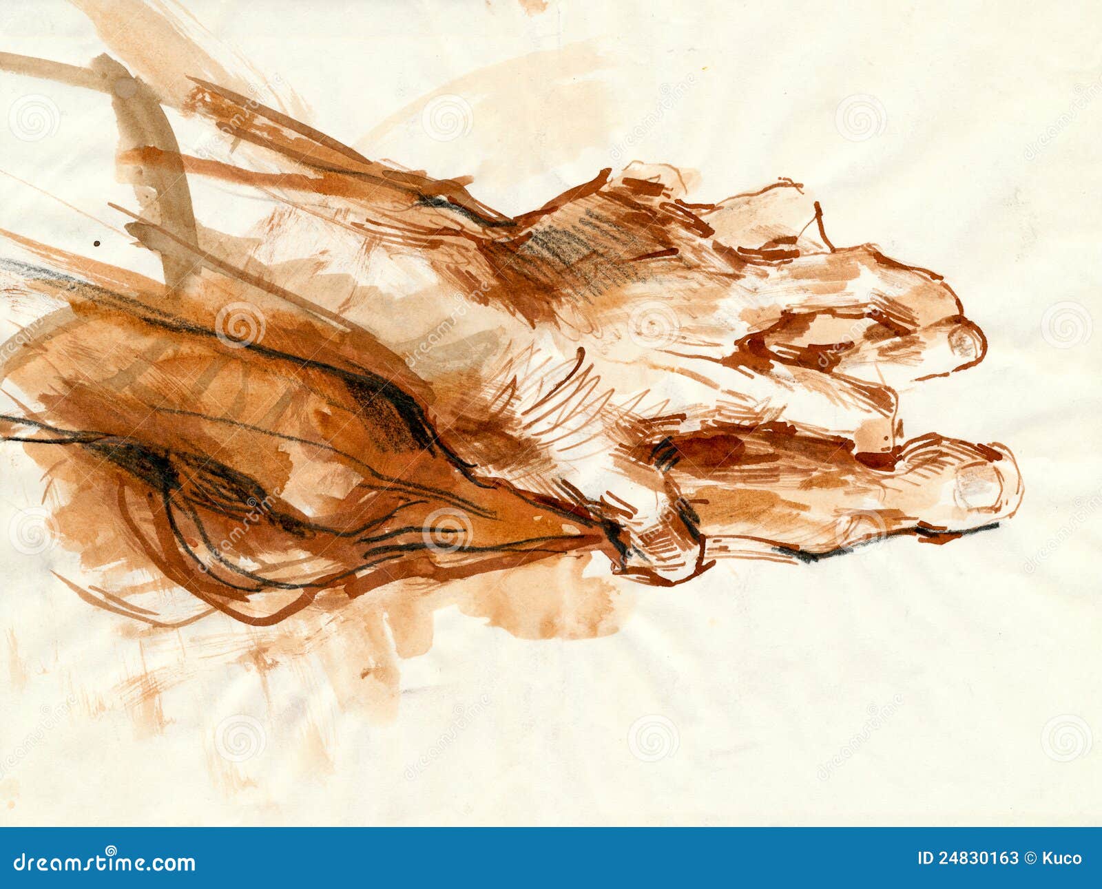 The Sole, Drawing Royalty-Free Stock Photography | CartoonDealer.com ...