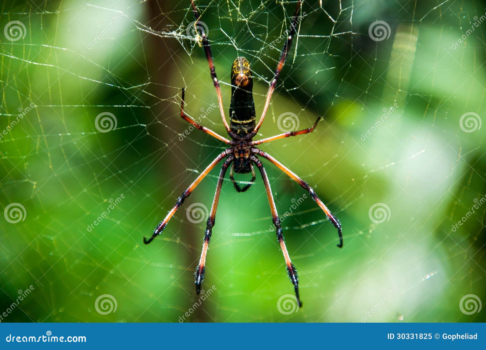 Palm Spider stock image. Image of africa, nephila, mahe - 30331825