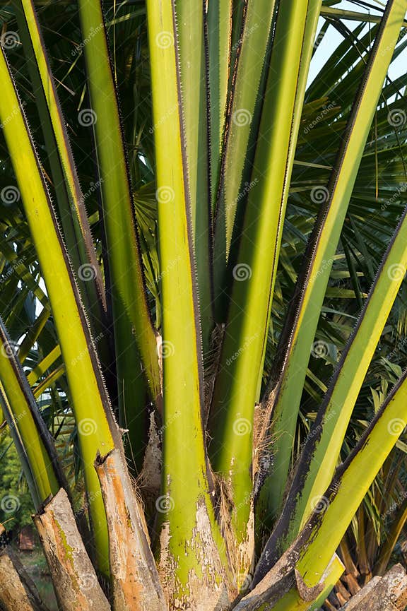 Palm Stalk Details stock image. Image of stalk, shape - 27246015