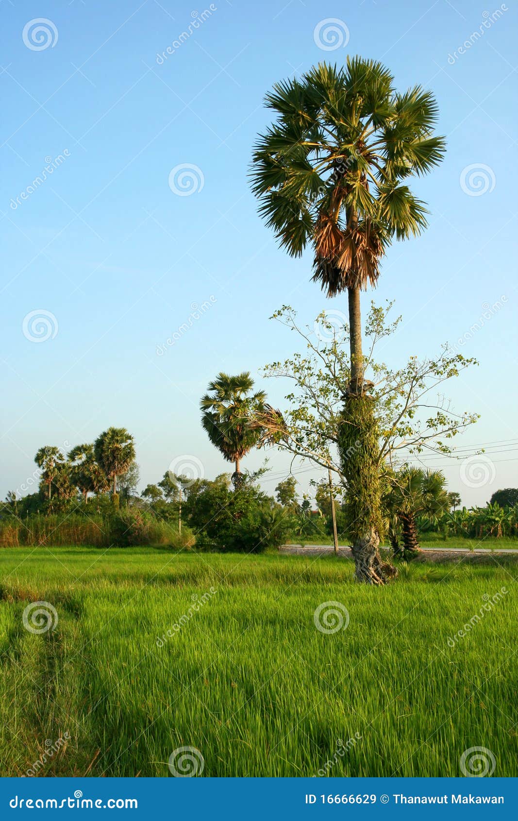 Palm sugar palm trees stock image. Image of crisp, meadow - 16666629