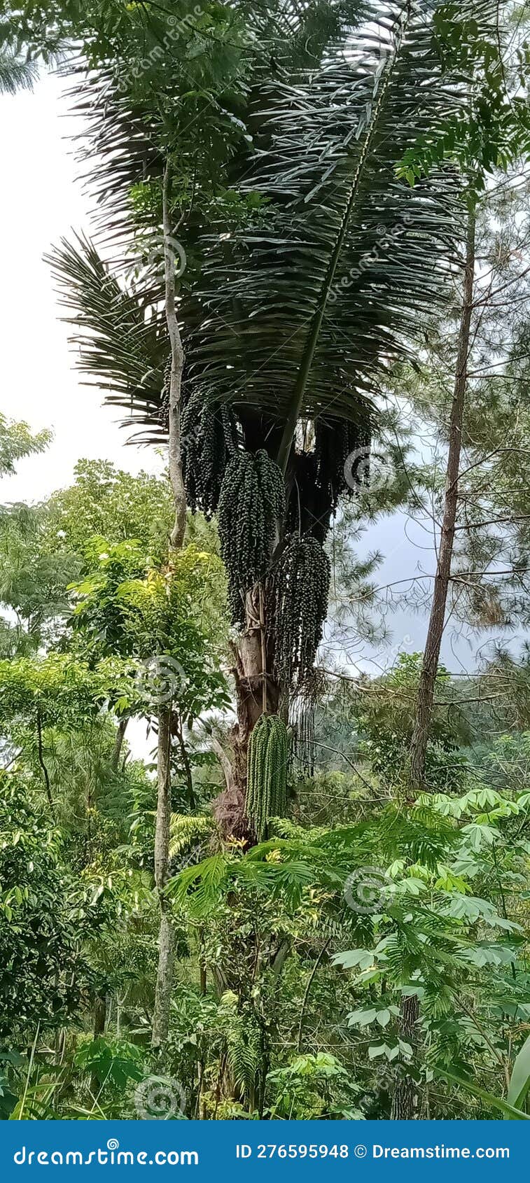 Palm sugar tree mountains stock photo. Image of suga - 276595948