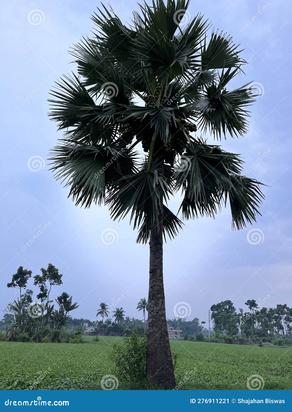 Palm sugar palm trees stock image. Image of plant, jungle - 276911221