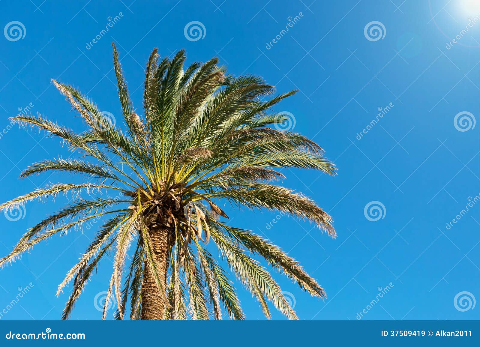 Palm and sun stock image. Image of park, island, beach - 37509419