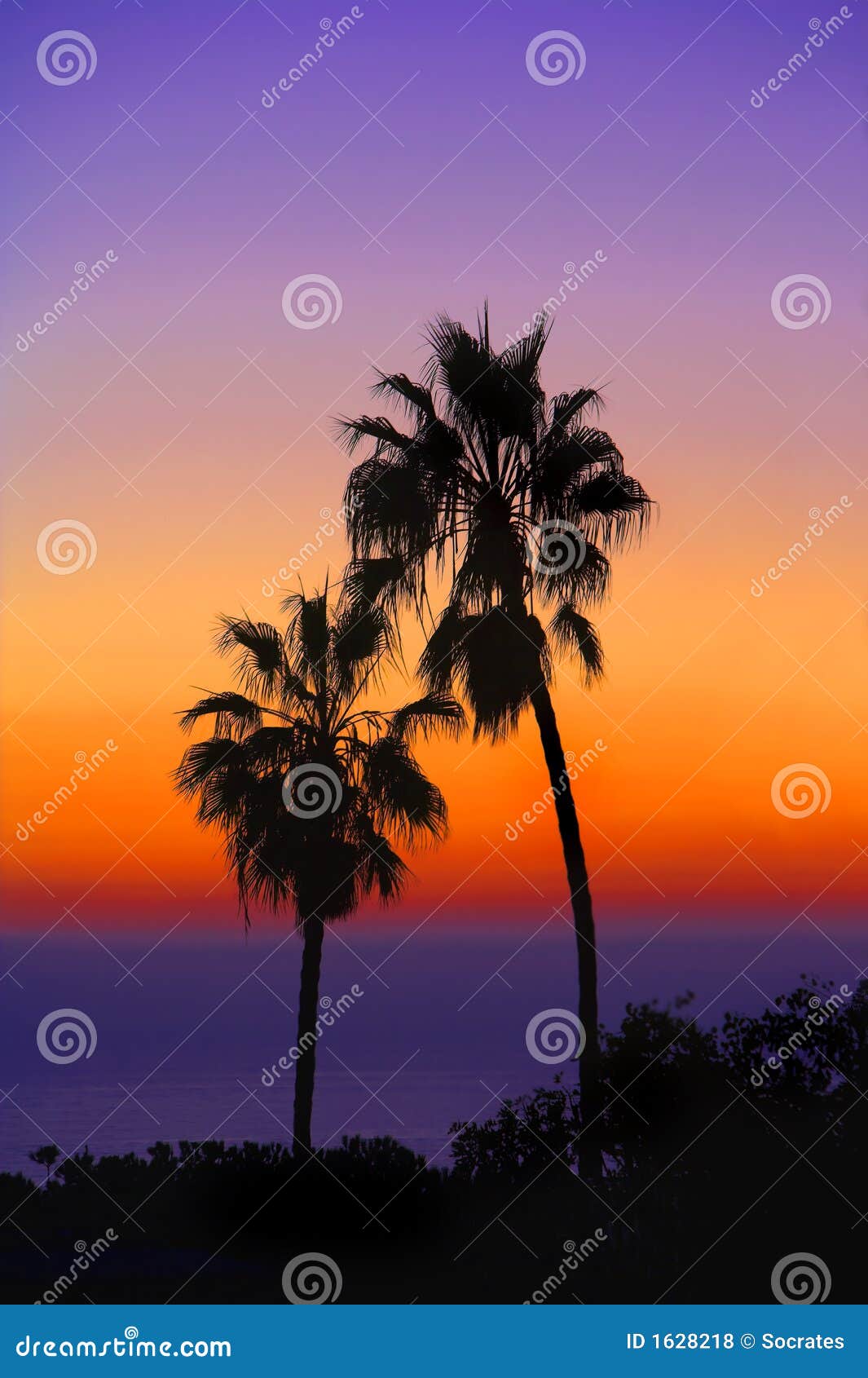Palm at sunset stock photo. Image of evening, quiet, indonesia - 1628218