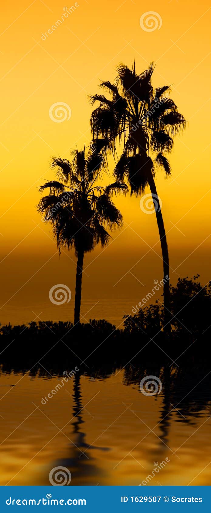Palm at the sunset stock image. Image of dusk, nature - 1629507