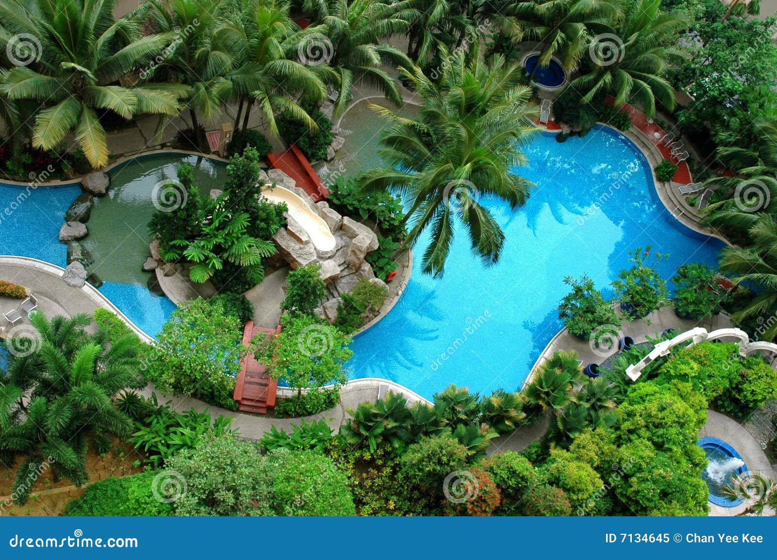 Palm and Swimming pool stock image. Image of luxury, party - 7134645