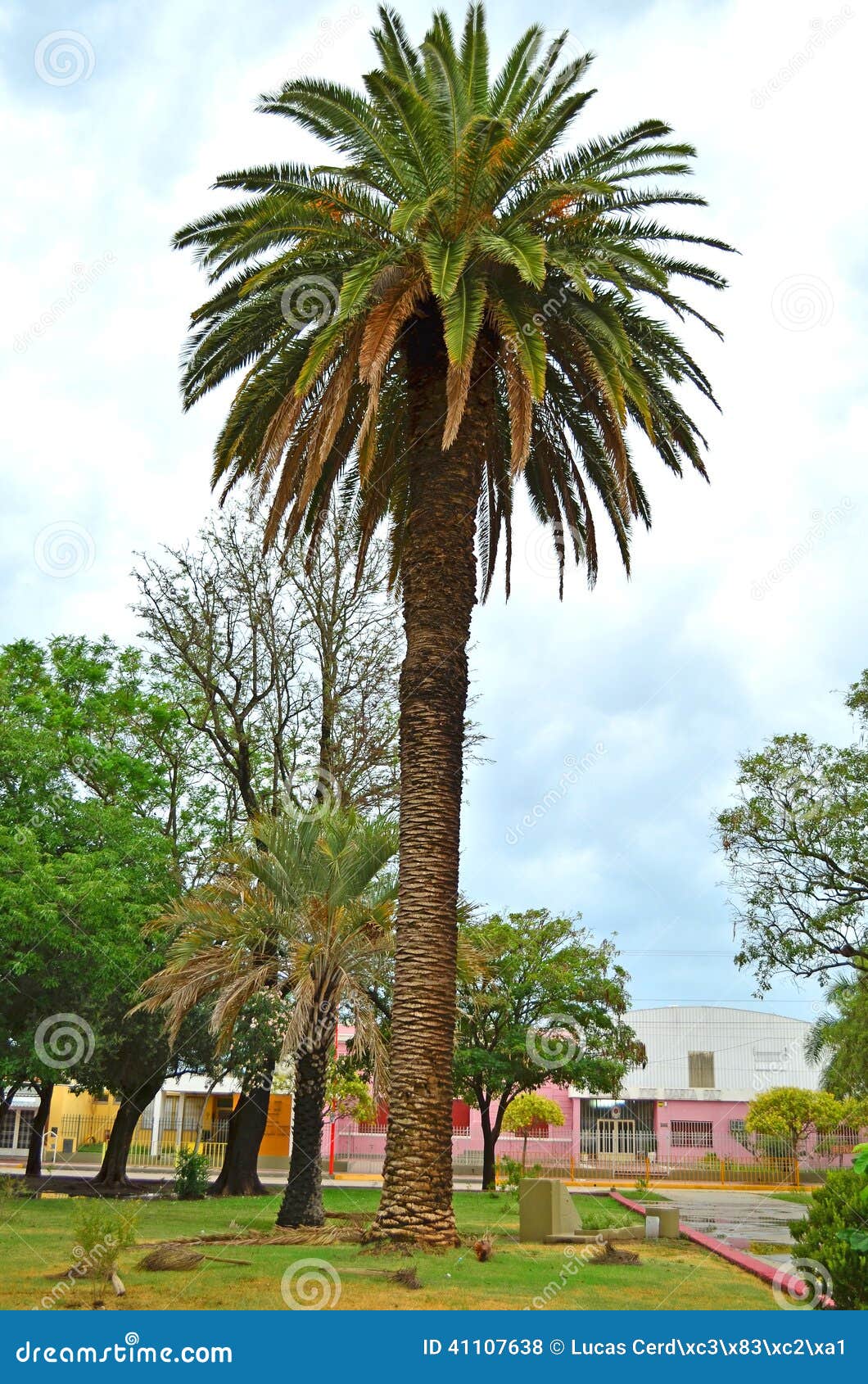 Palm stock photo. Image of bunch, ripe, lawn, clouds - 41107638