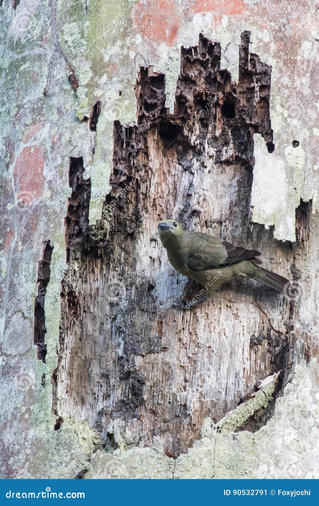 Palm Tanager stock image. Image of wings, tipped, animal - 90532791