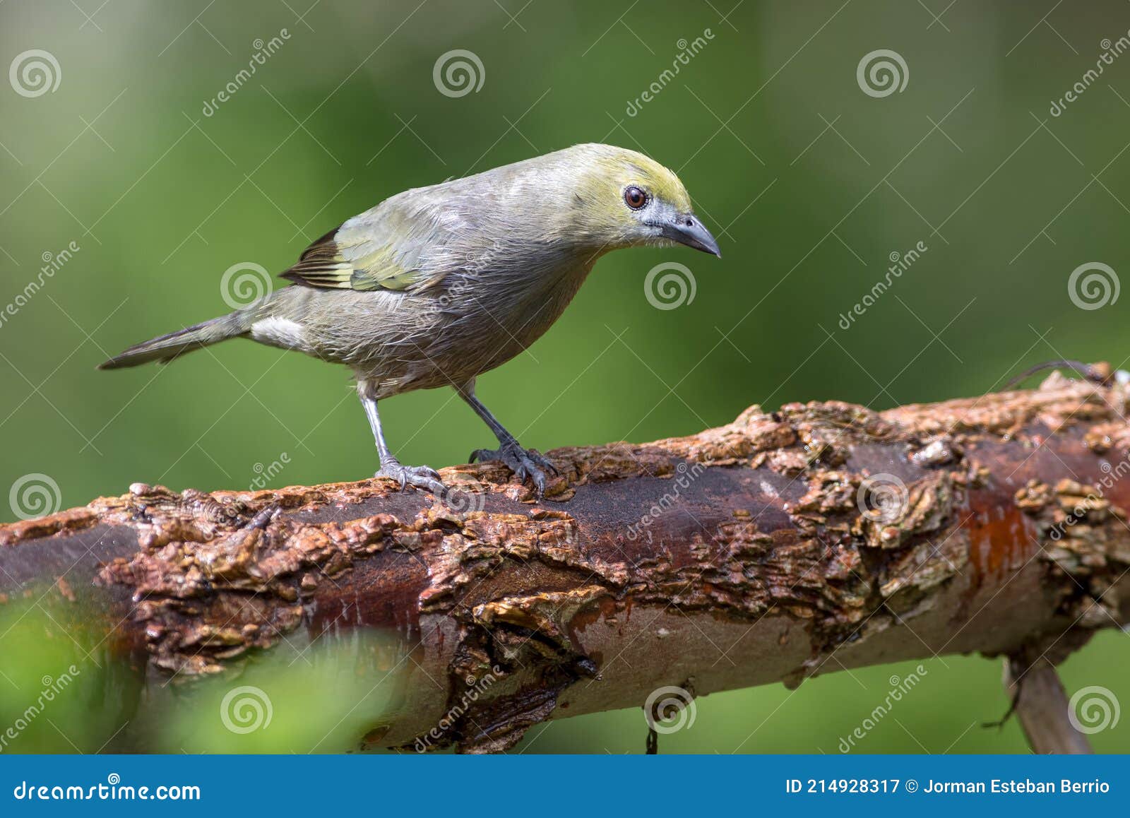 Palm Tanager Thraupis Palmarum Perched on a Dry Trunk of a Tree Stock ...
