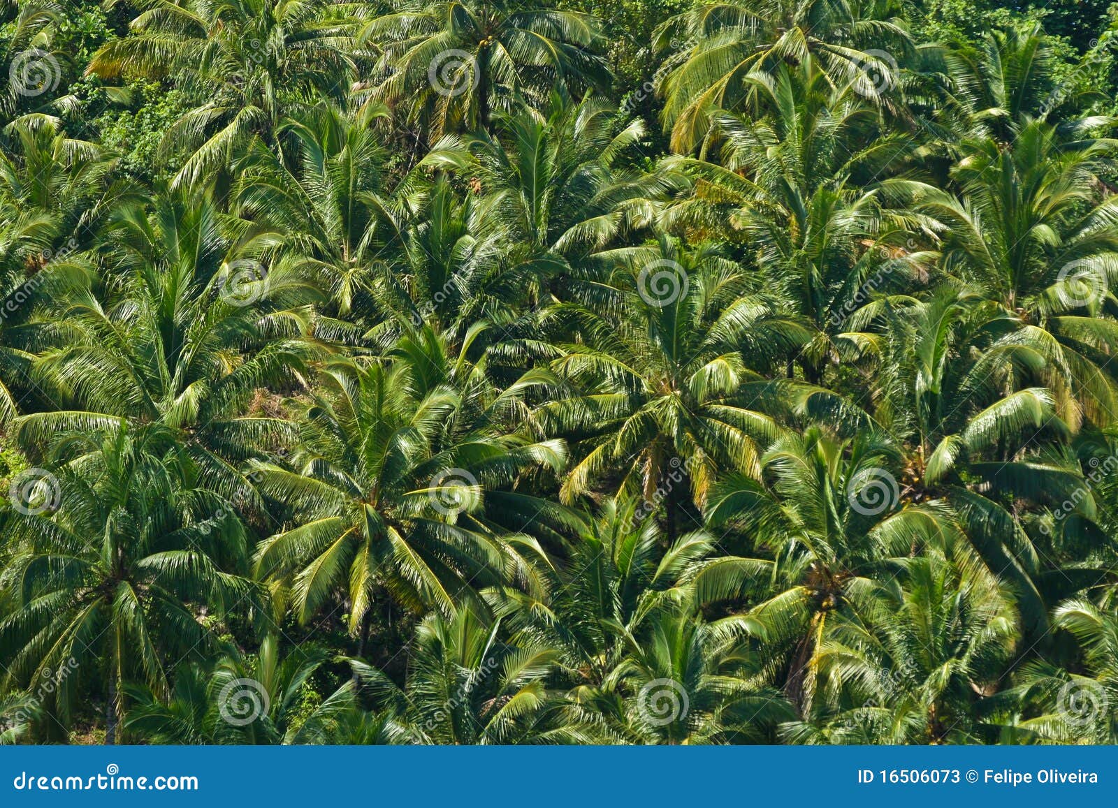 Palm Texture stock image. Image of tropical, fabulous - 16506073
