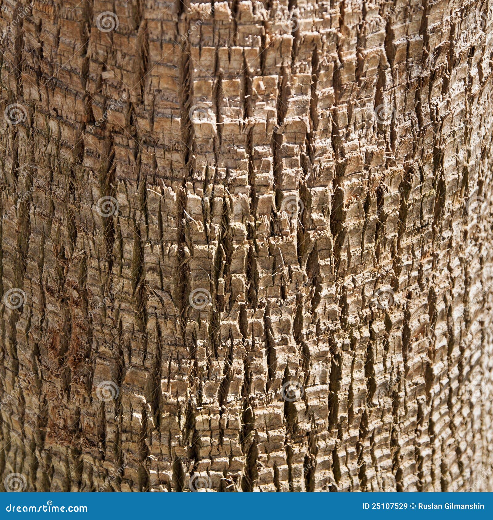 Palm texture stock image. Image of pattern, bark, close - 25107529