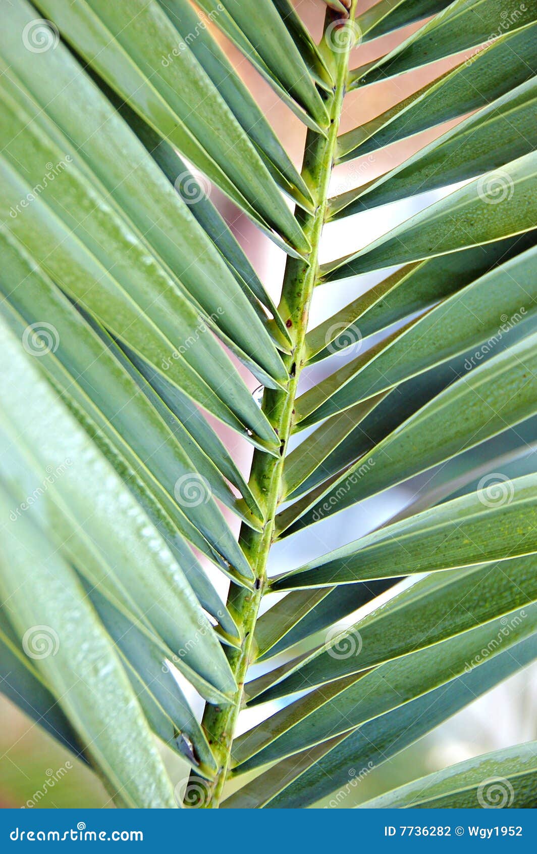 Palm texture stock photo. Image of design, giant, close - 7736282