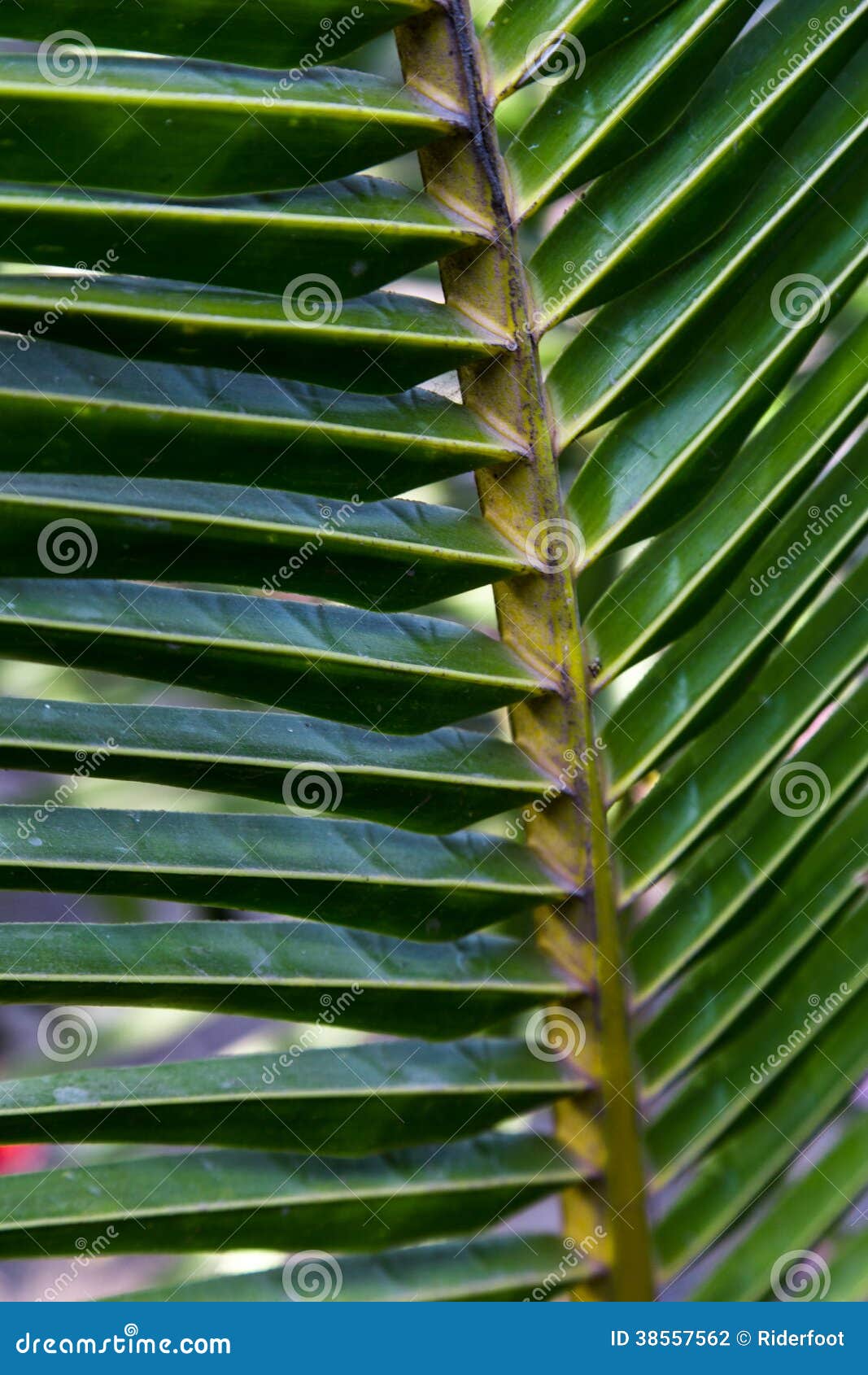Palm texture stock photo. Image of garden, fresh, bright - 38557562