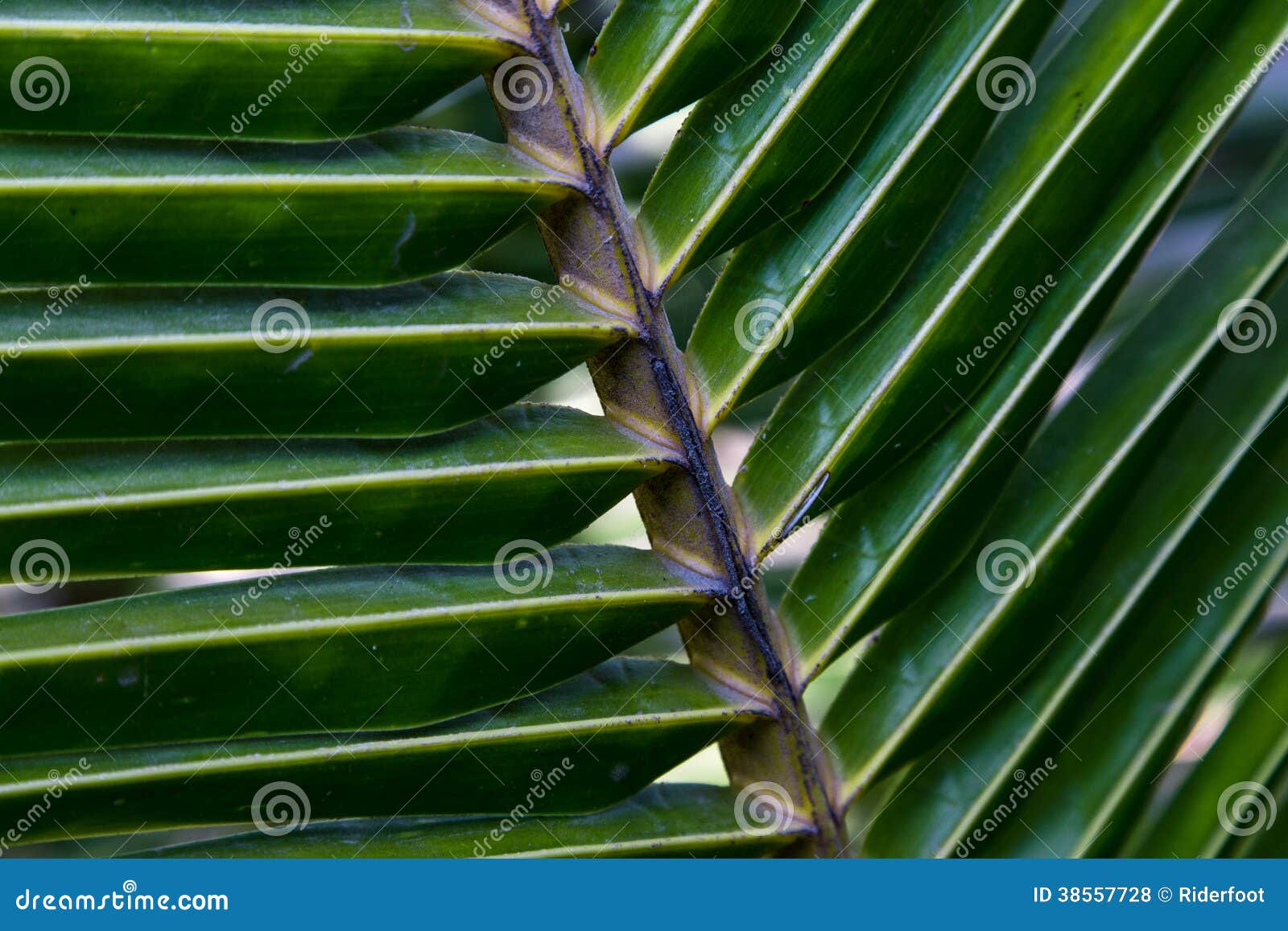 Palm texture stock photo. Image of refresh, leaf, islands - 38557728