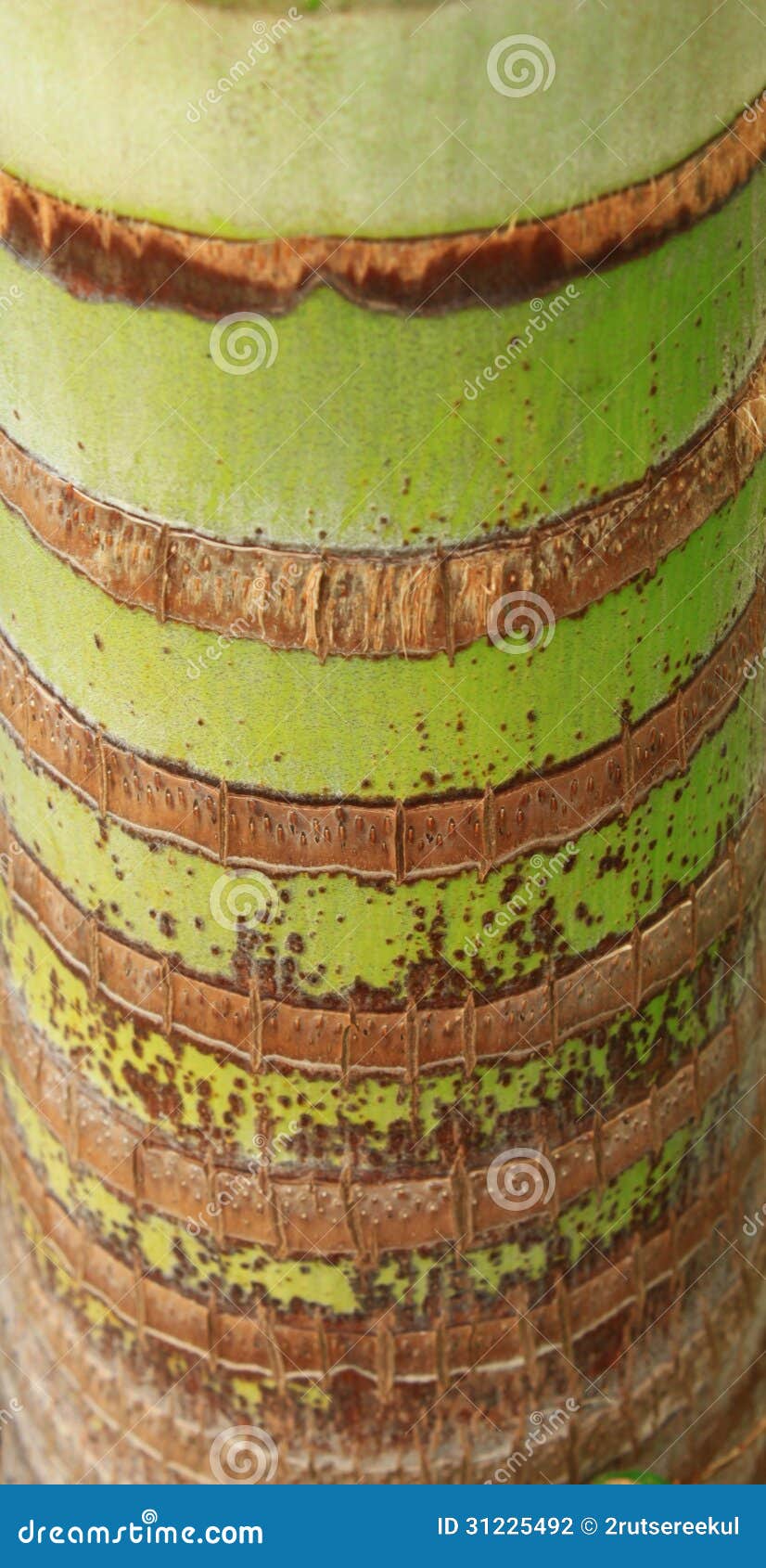 Palm texture stock photo. Image of palm, outdoors, rough - 31225492