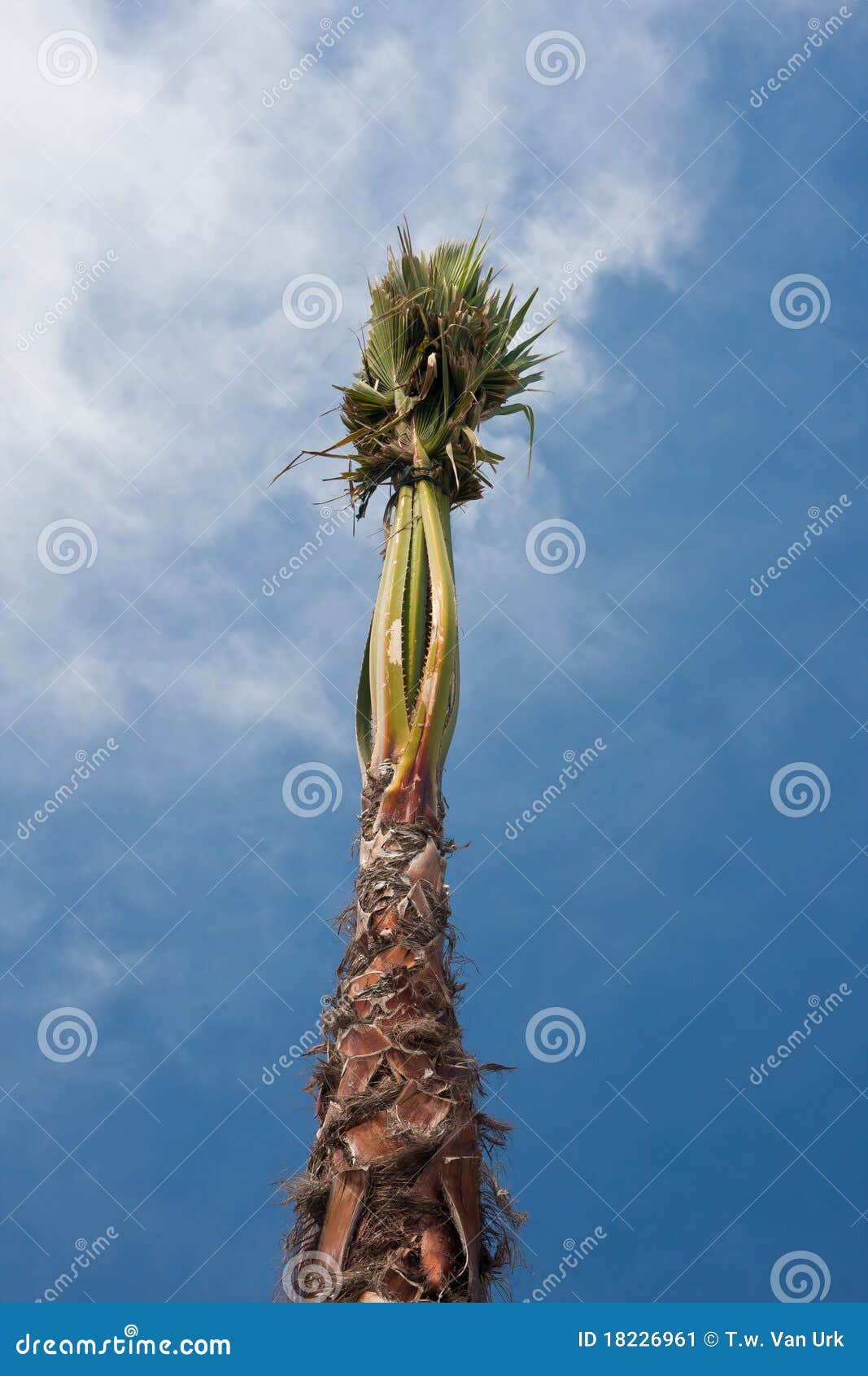 Tied Up Palm Tree Photos - Free & Royalty-Free Stock Photos from Dreamstime