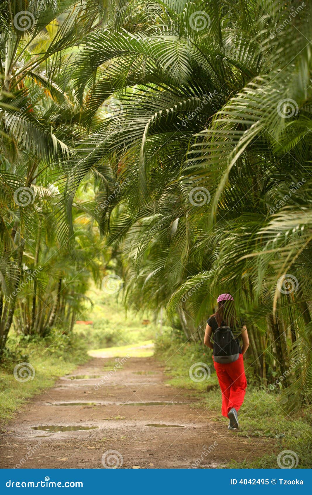 11,427 Palm Trail Stock Photos - Free & Royalty-Free Stock Photos from ...