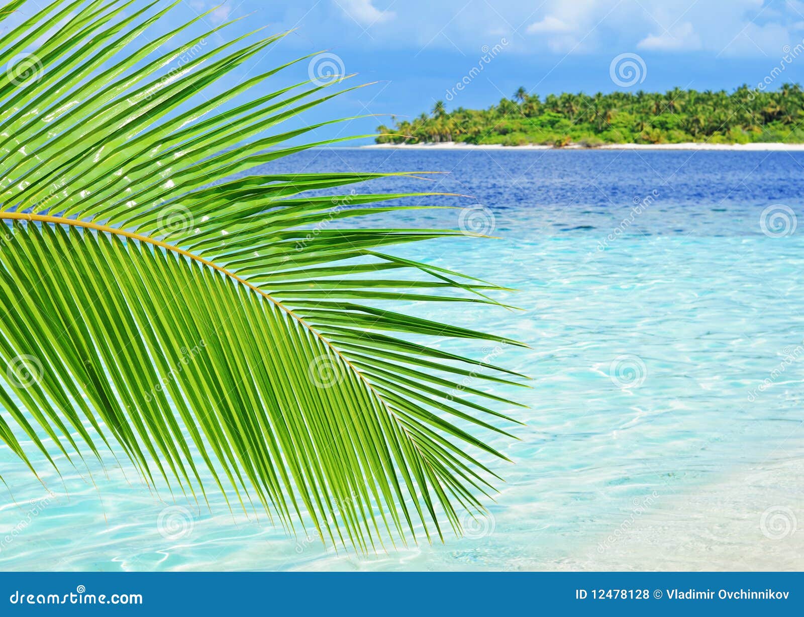 Palm tree stock photo. Image of horizontal, summer, palm - 12478128