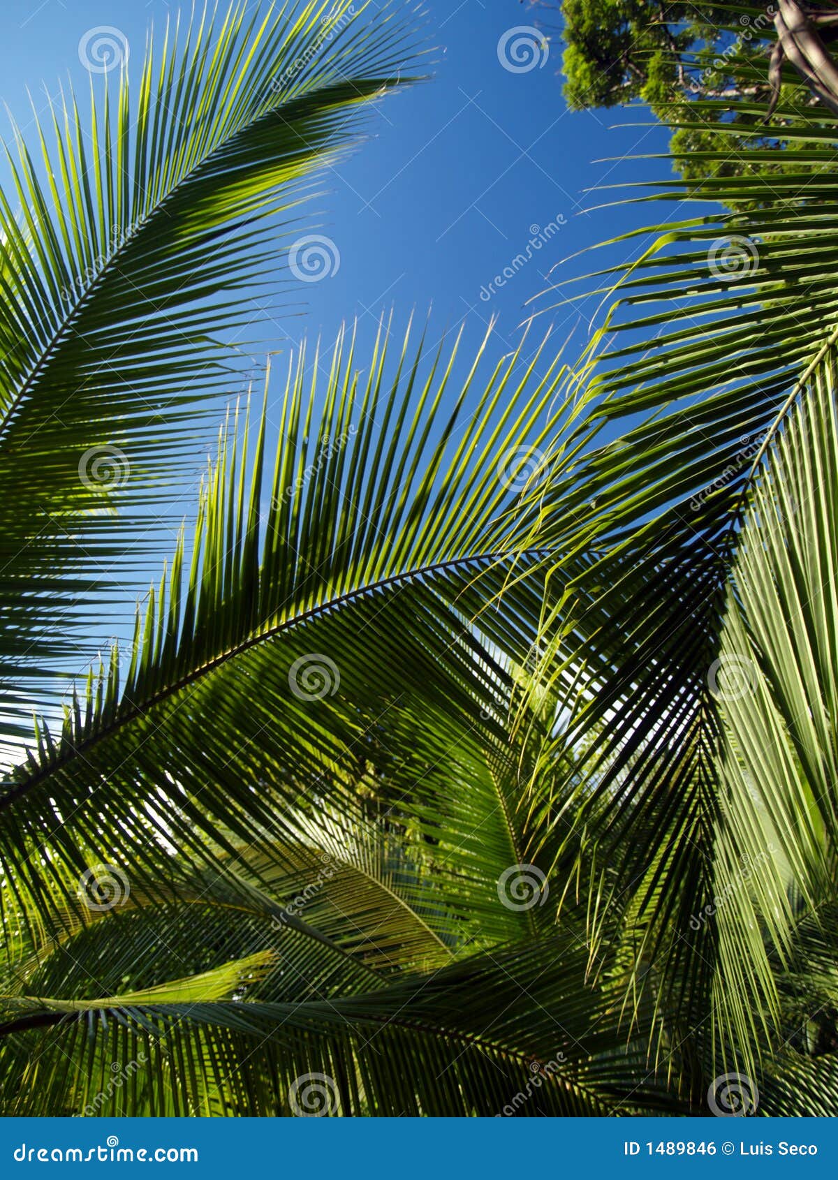 Palm tree stock photo. Image of rica, botany, relaxation - 1489846