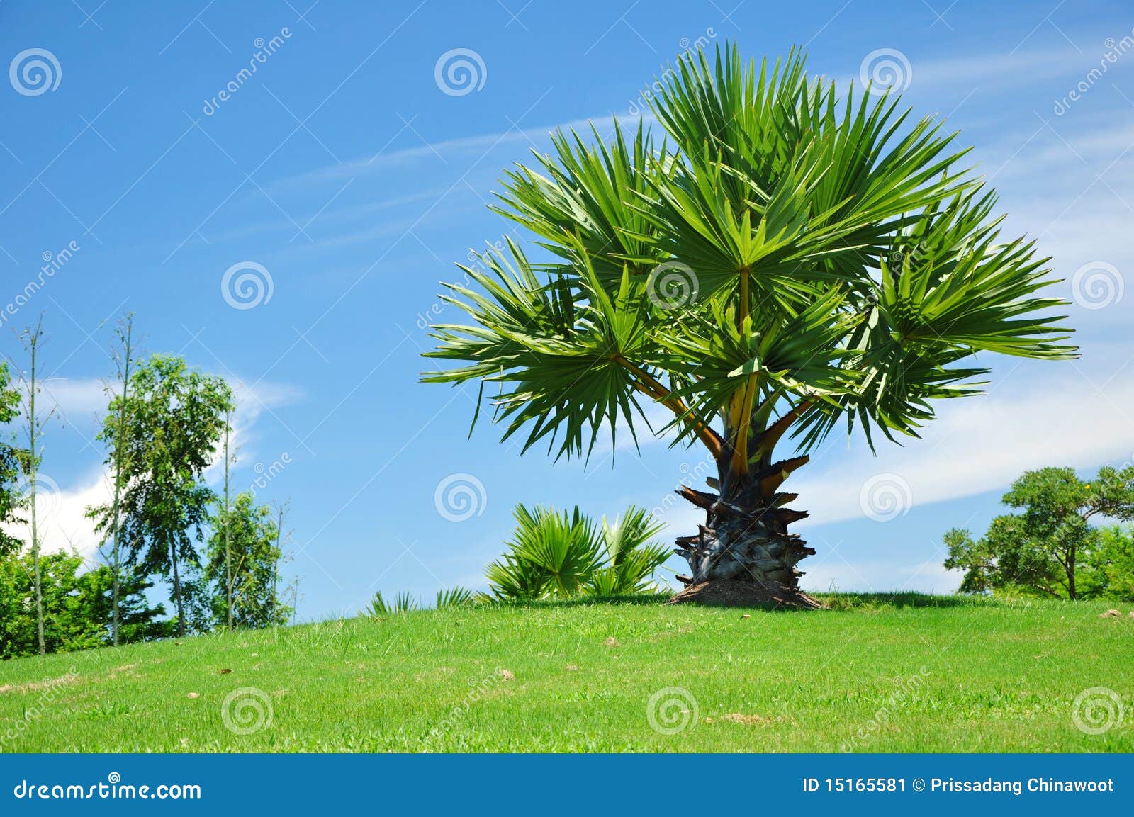 Palm tree. stock image. Image of stalk, plant, trunk - 15165581