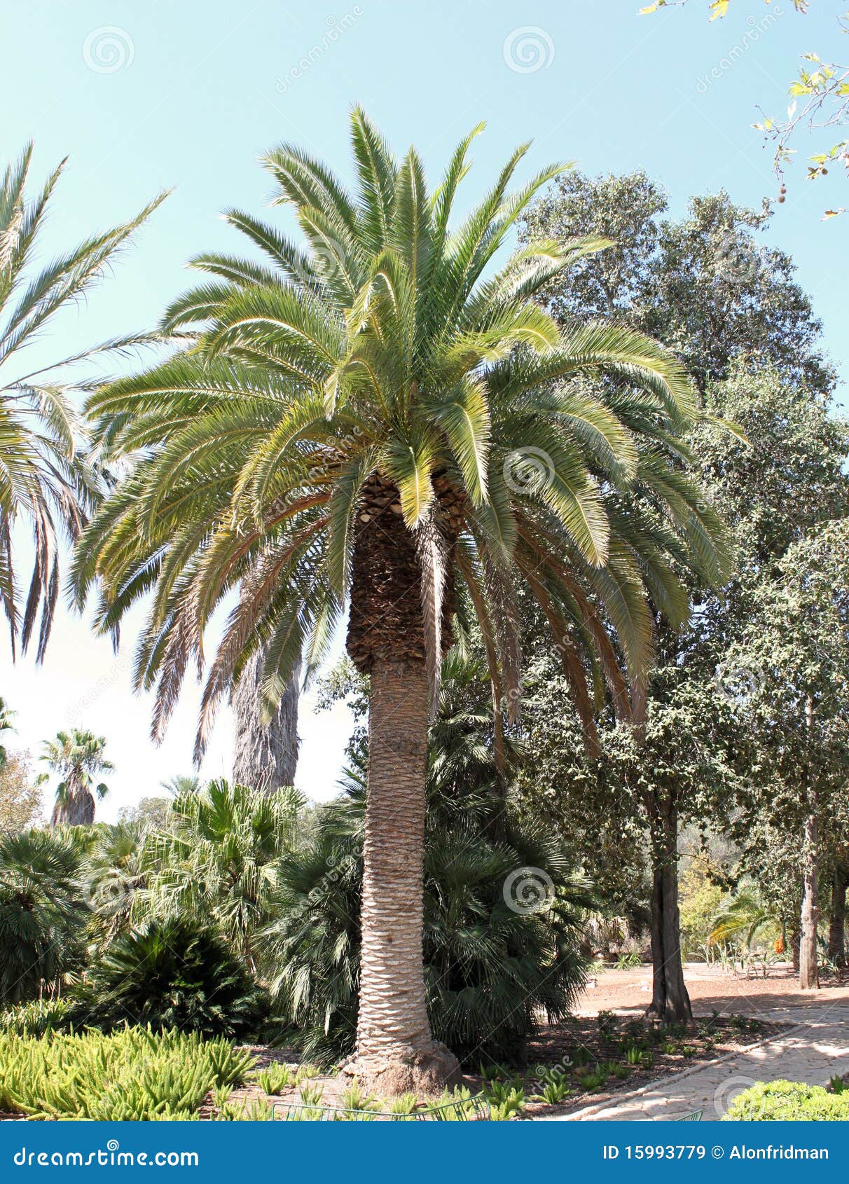 Palm Tree stock image. Image of branch, palm, trees, branches - 15993779